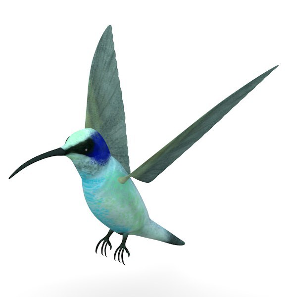 modelo 3d colibris - TurboSquid 605942
