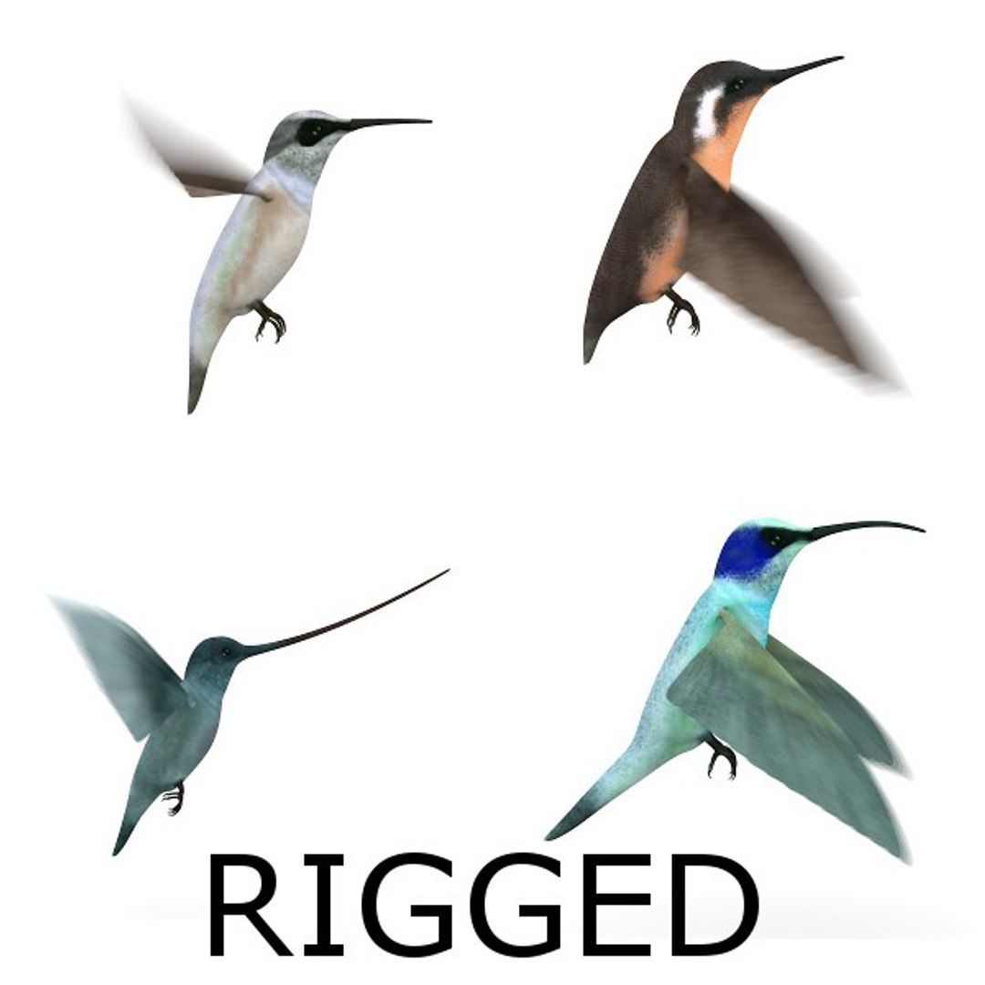 3d Colibri Birds Rigged Model
