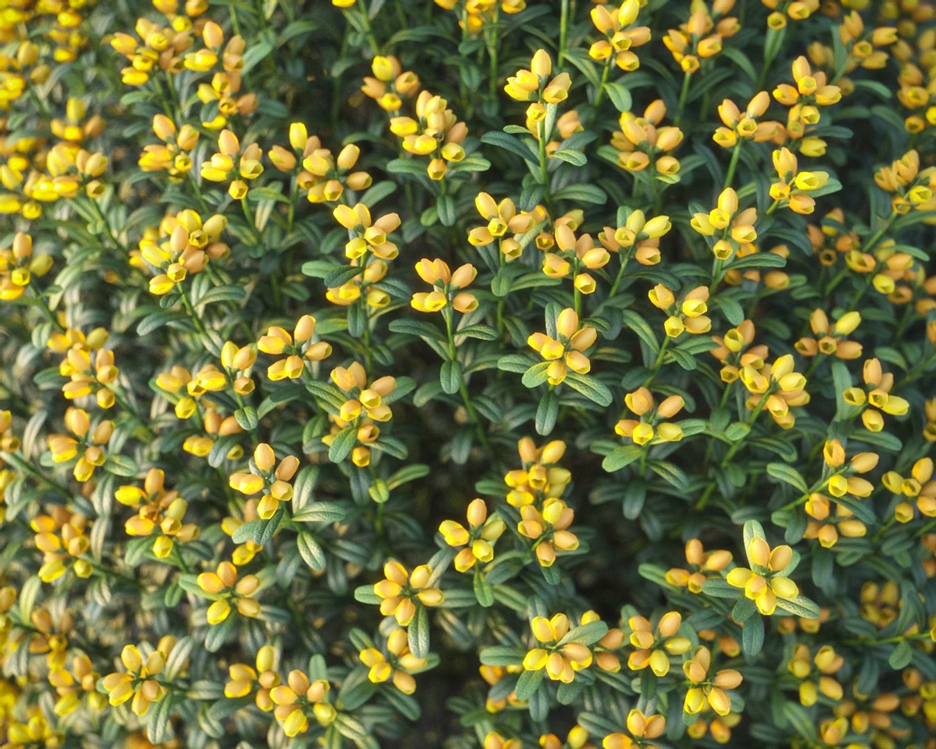 XfrogPlants Spanish Broom - Genista Hispanica 3D Model - TurboSquid 1734001