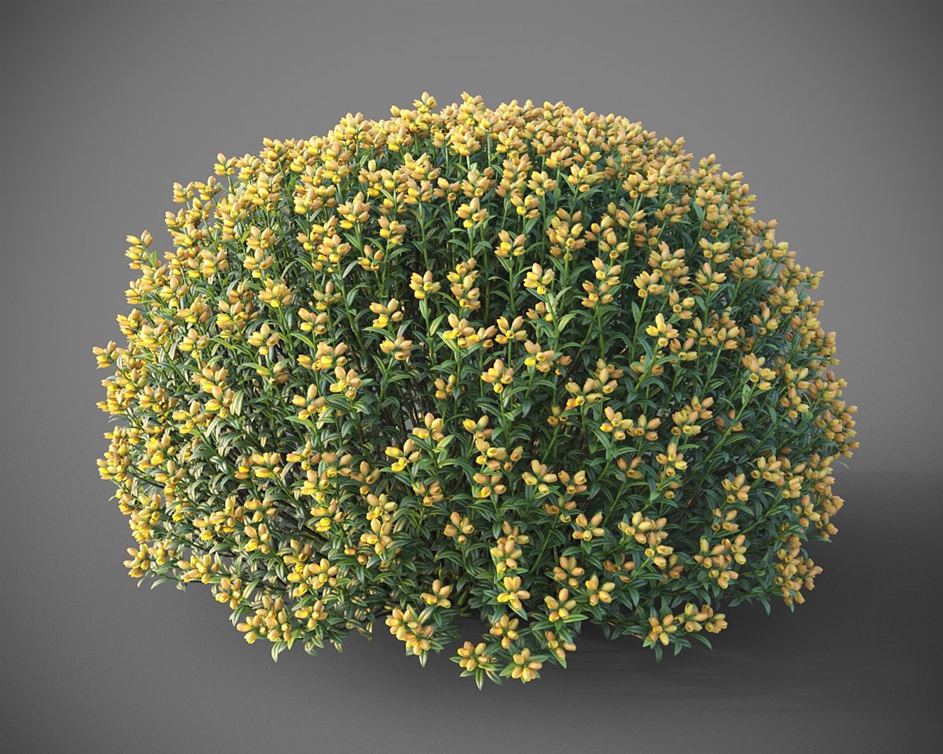 XfrogPlants Spanish Broom - Genista Hispanica 3D Model - TurboSquid 1734001