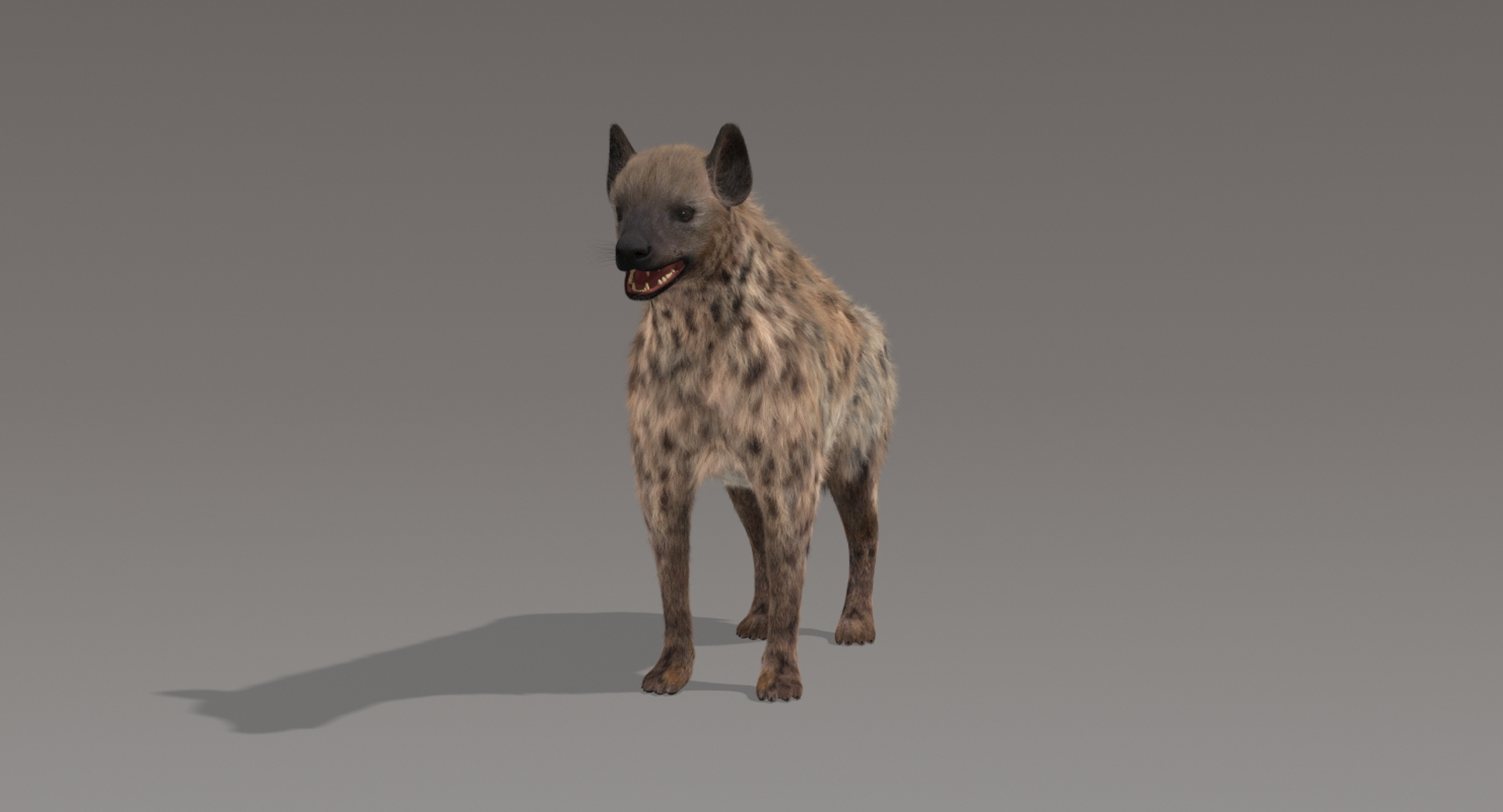 Max Spoted Hyena Fur