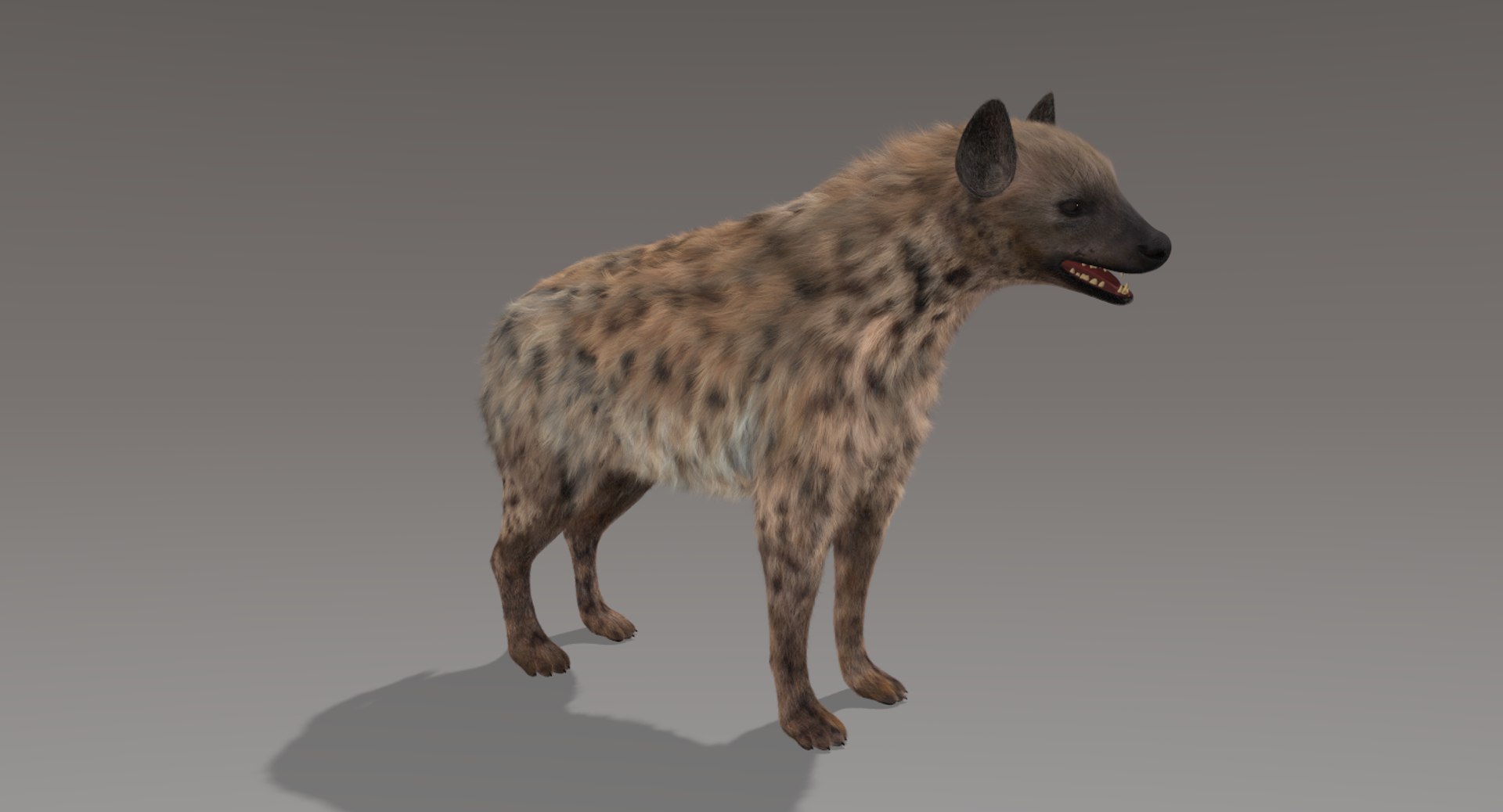 Max Spoted Hyena Fur