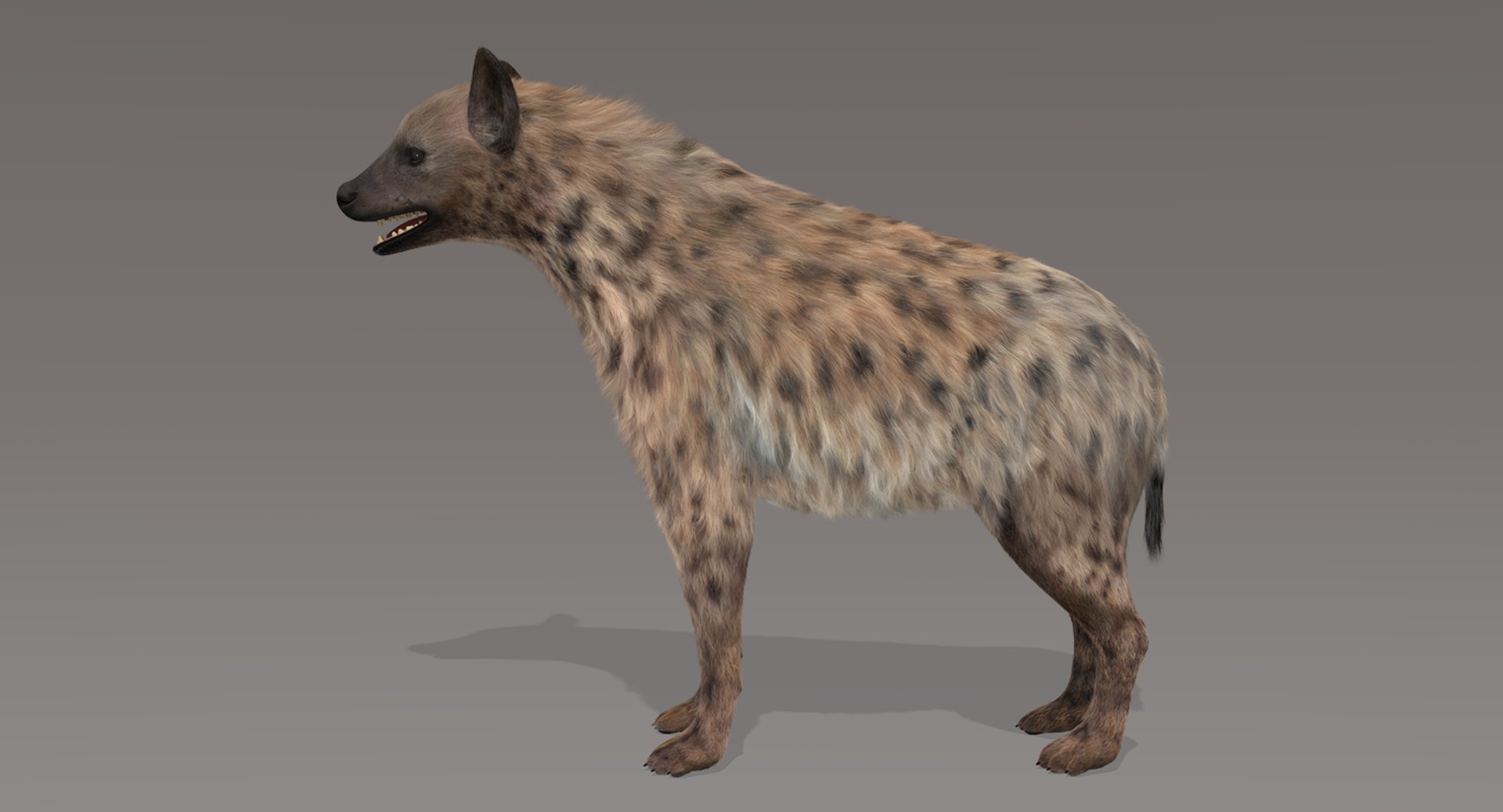 Max Spoted Hyena Fur