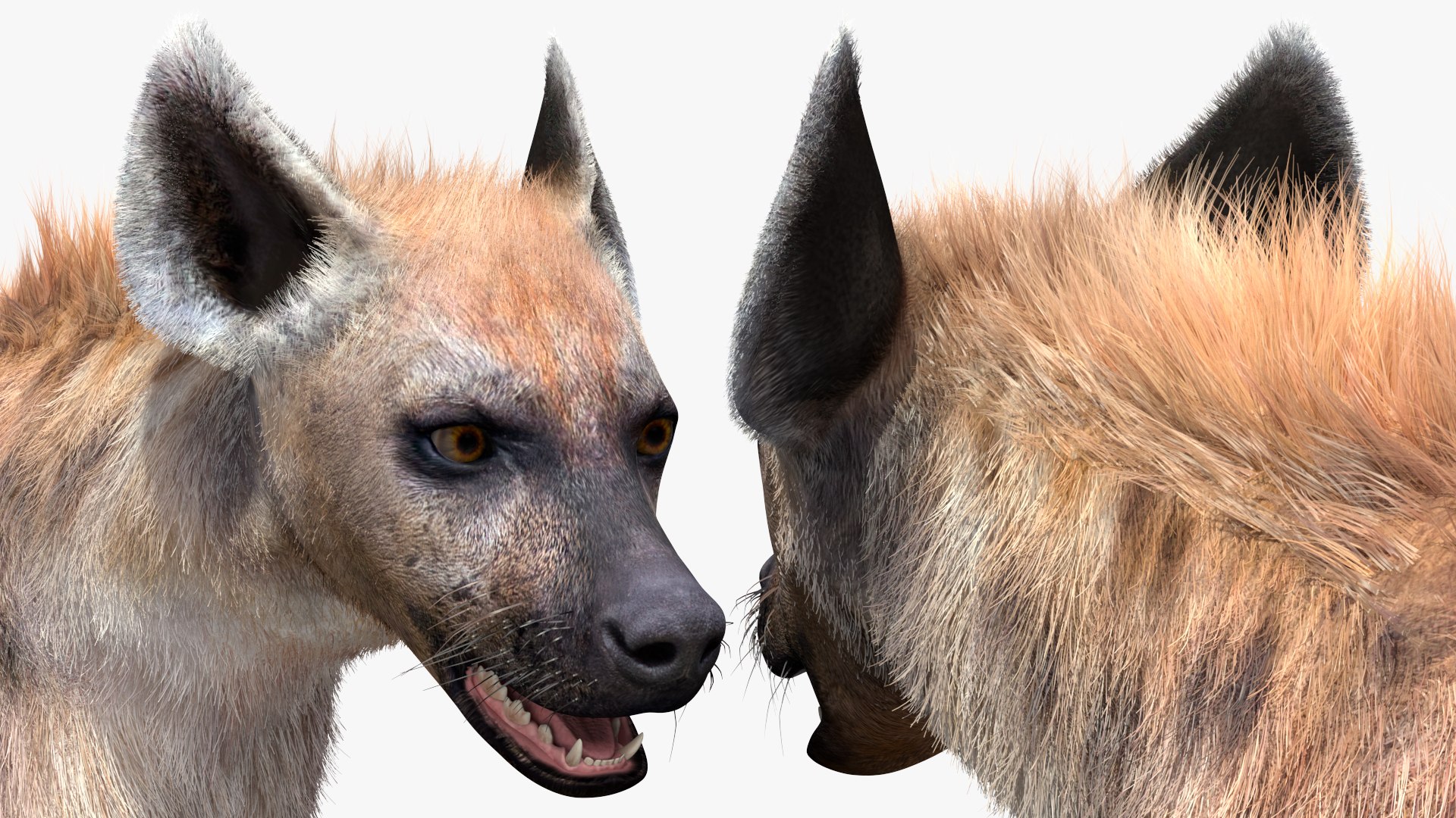 3D fur rigged hyena model - TurboSquid 1712822