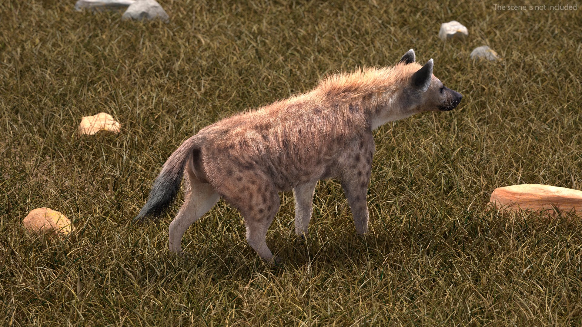 3D fur rigged hyena model - TurboSquid 1712822