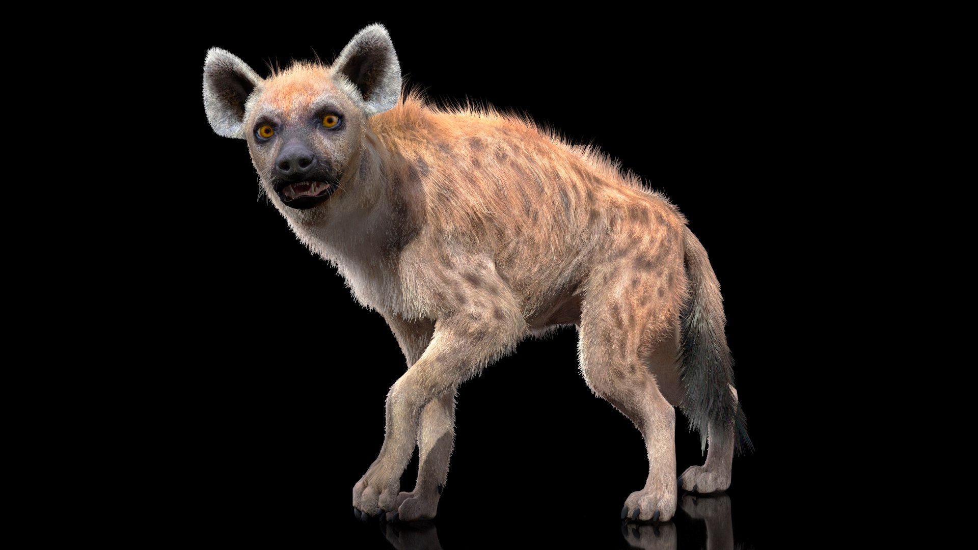 3D Fur Rigged Hyena Model - TurboSquid 1712822