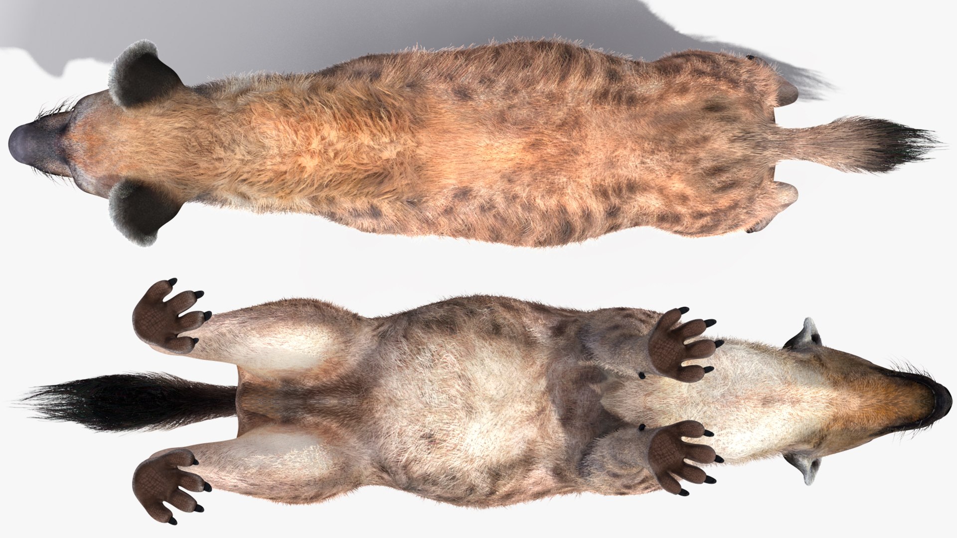 3D fur rigged hyena model - TurboSquid 1712822