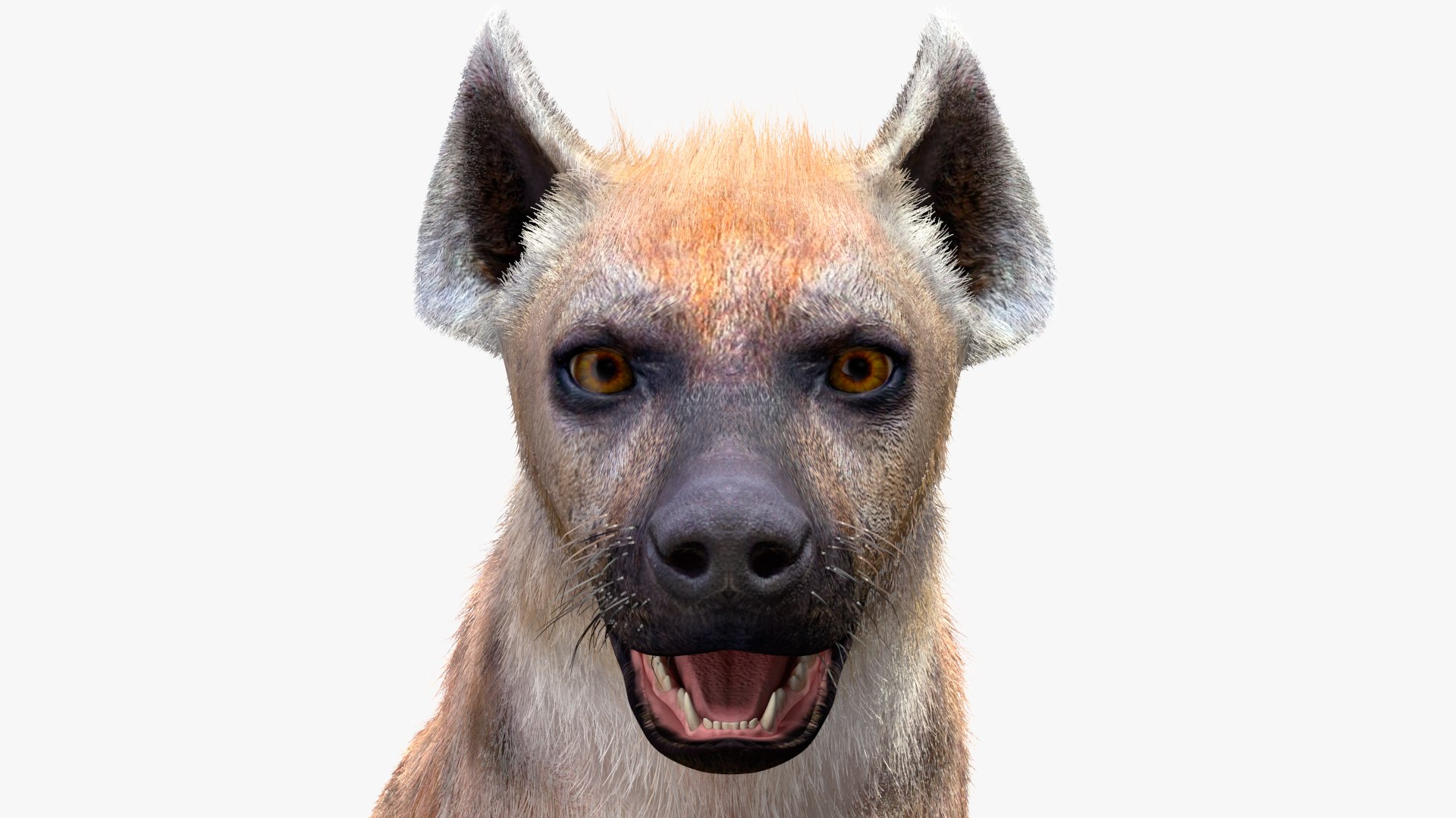3D fur rigged hyena model - TurboSquid 1712822