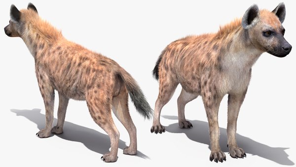 3D fur rigged hyena model - TurboSquid 1712822
