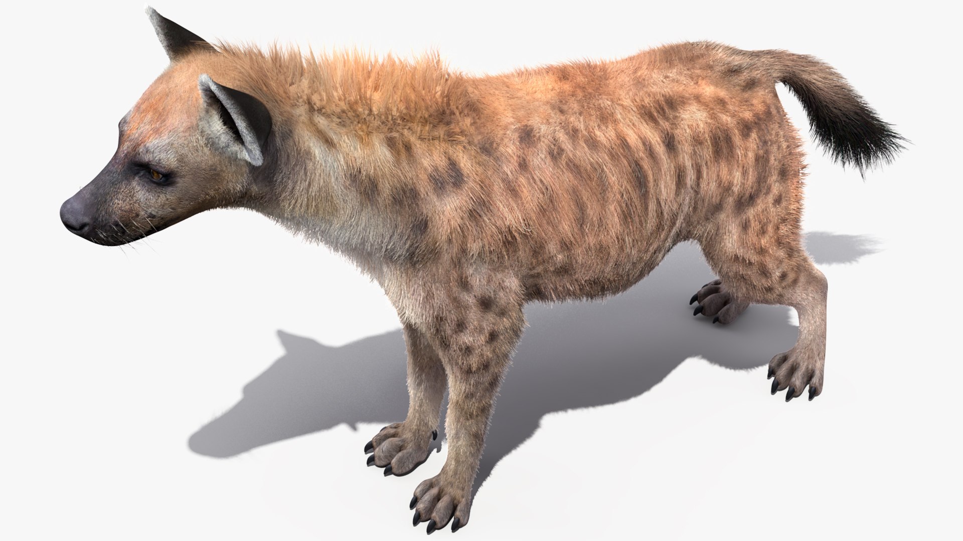 3D fur rigged hyena model - TurboSquid 1712822
