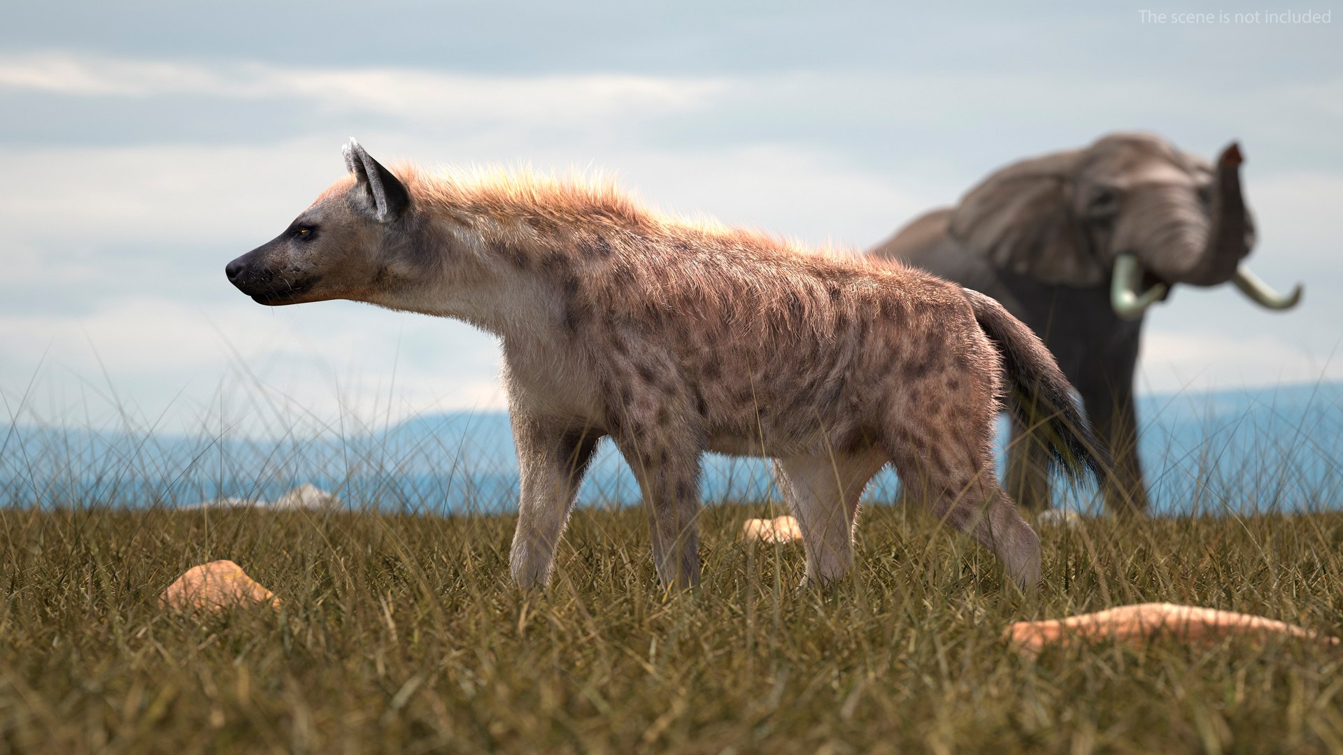3D Fur Rigged Hyena Model - TurboSquid 1712822