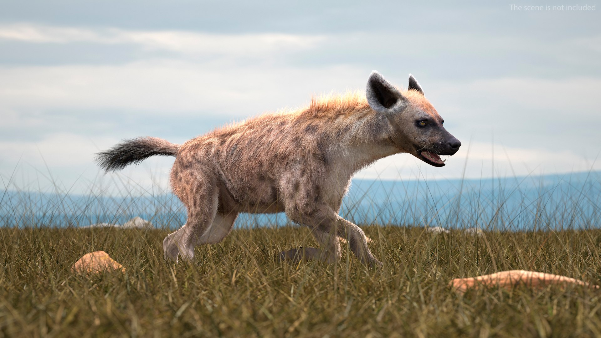 3D Fur Rigged Hyena Model - TurboSquid 1712822
