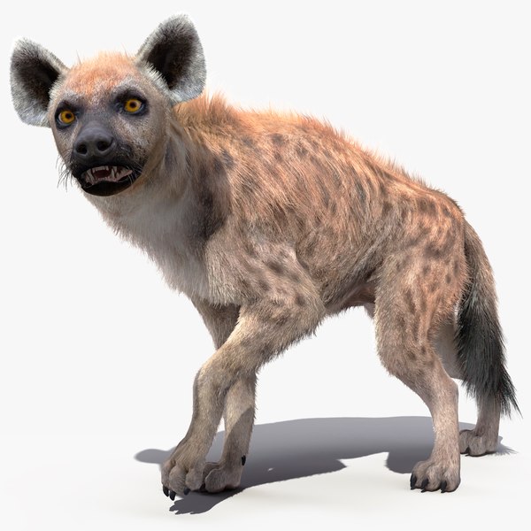 3D fur rigged hyena model - TurboSquid 1712822