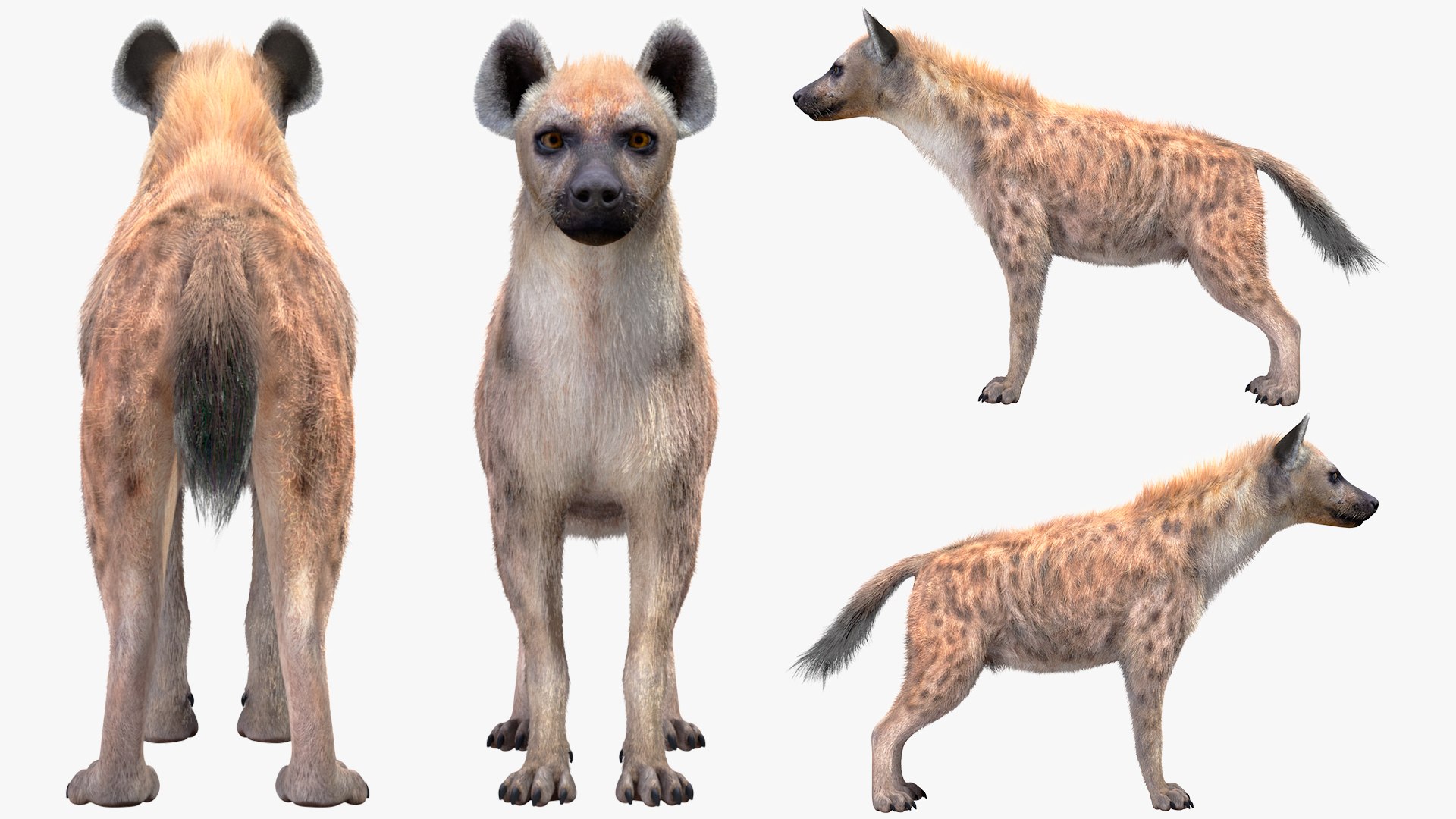 3D fur rigged hyena model - TurboSquid 1712822
