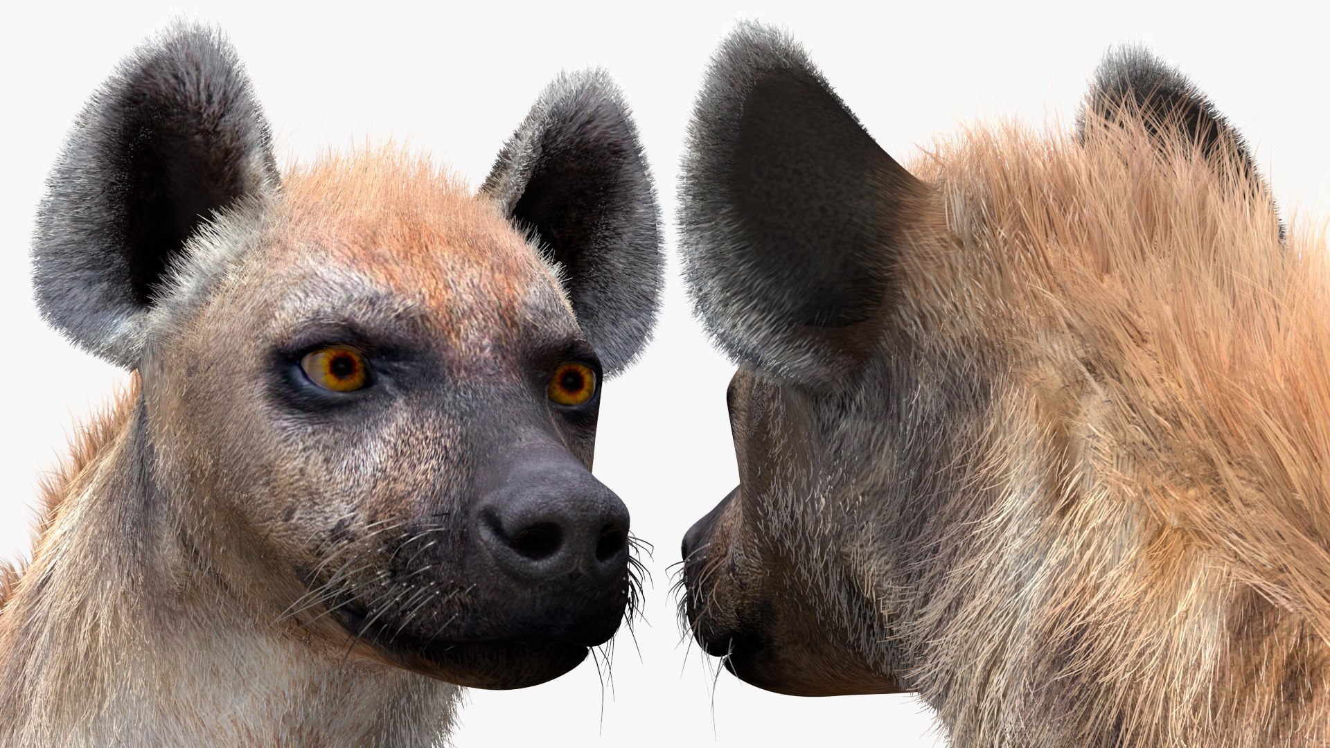 3D fur rigged hyena model - TurboSquid 1712822
