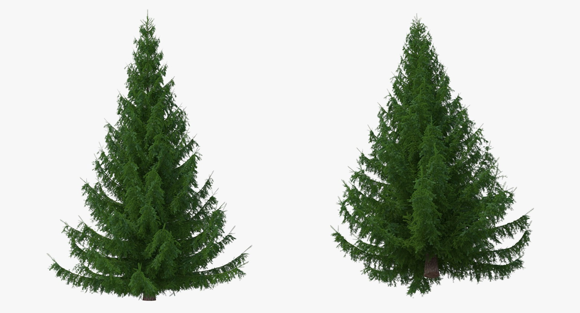 3D White Spruce Tree Model - TurboSquid 1434862