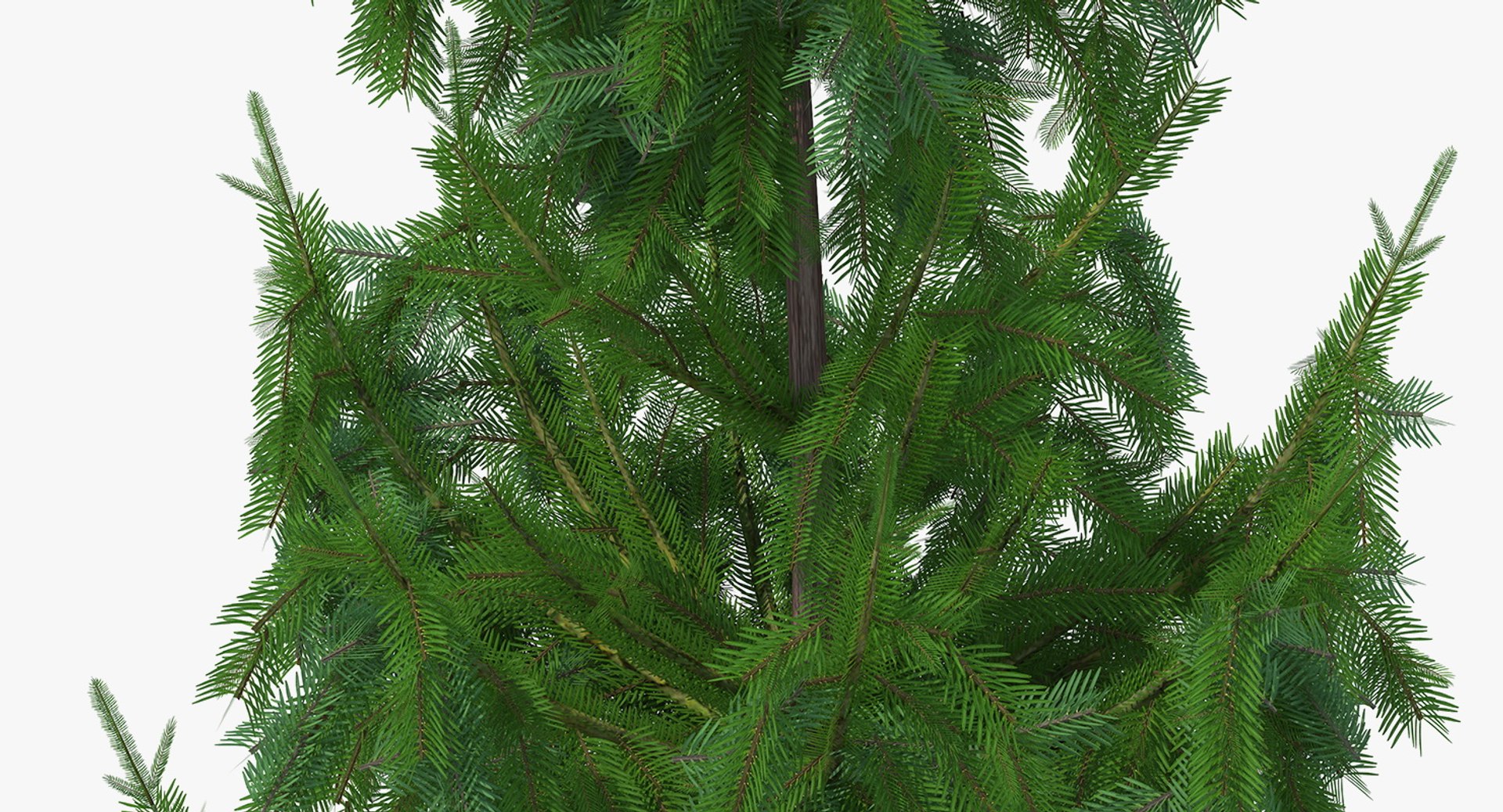 3D White Spruce Tree Model - TurboSquid 1434862