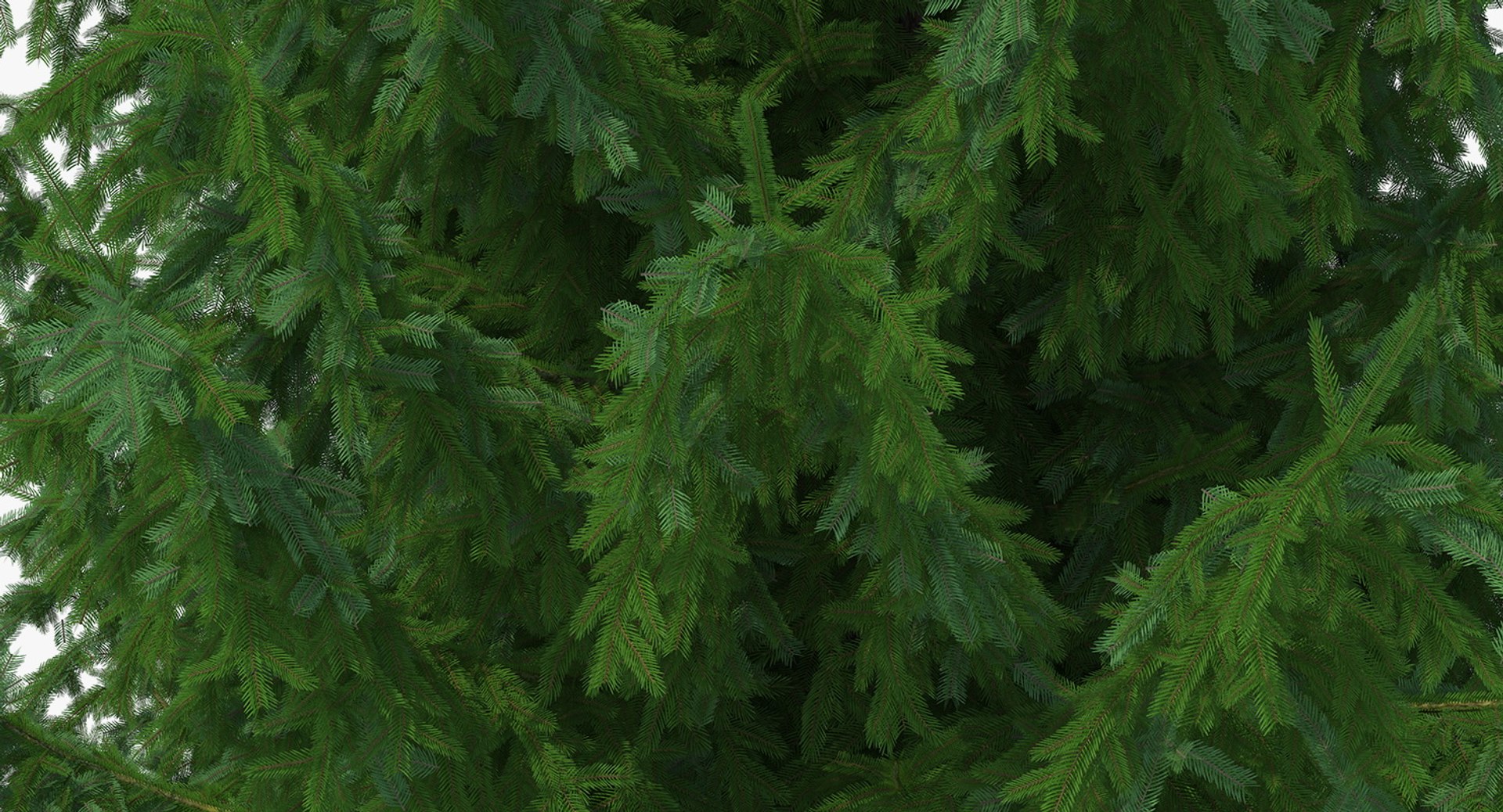 3D White Spruce Tree Model - TurboSquid 1434862