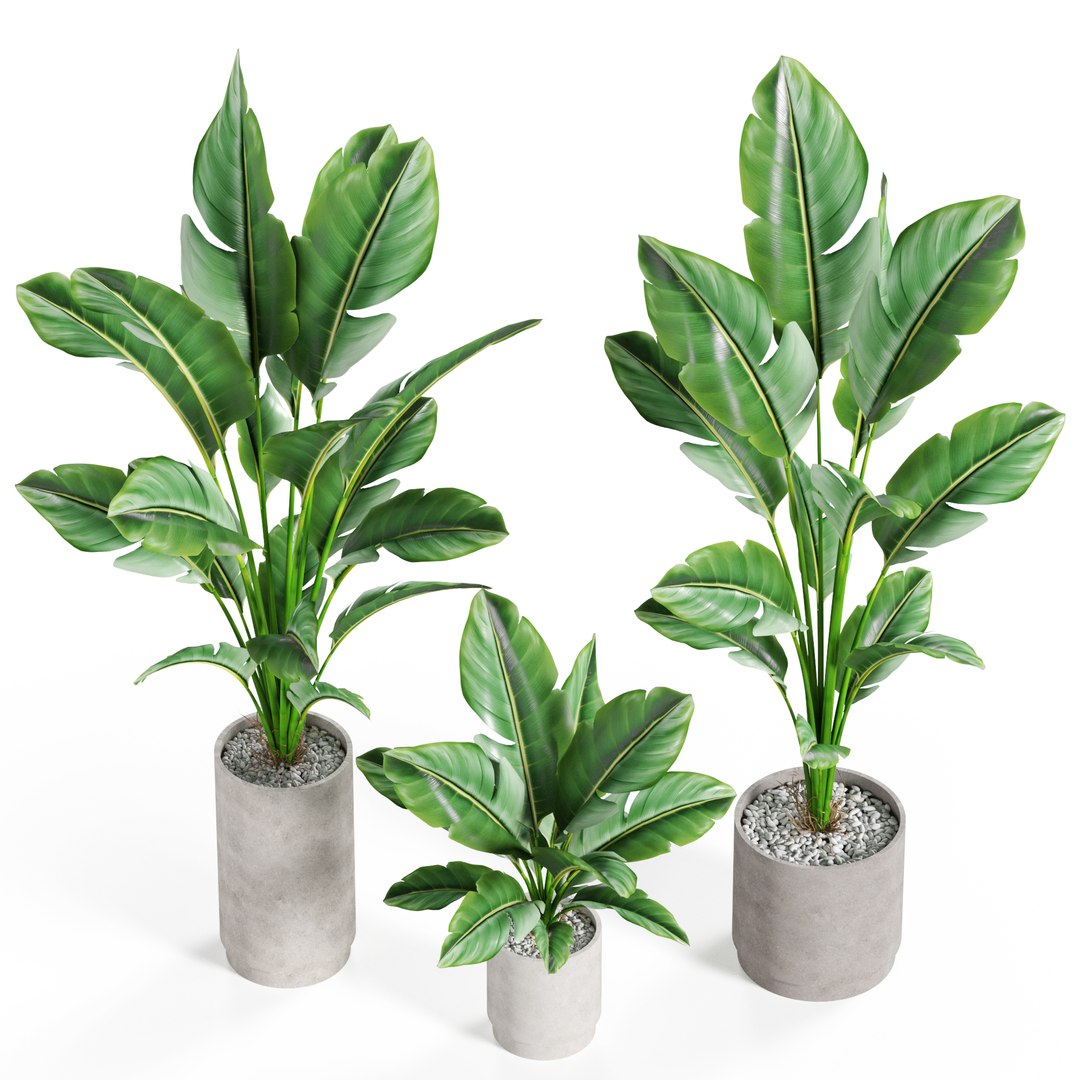 3D Plants collection 924 - TurboSquid 2057874