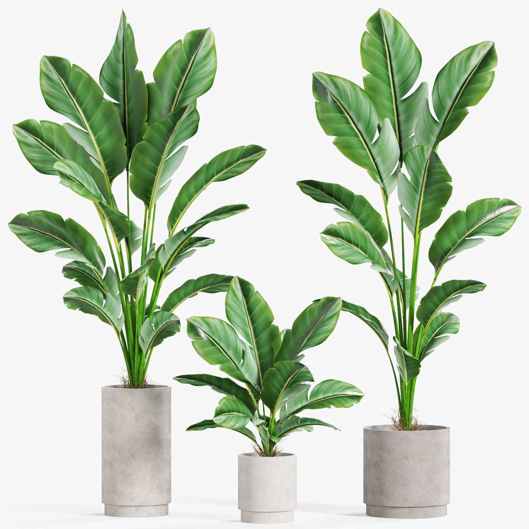 3D Plants collection 924 - TurboSquid 2057874