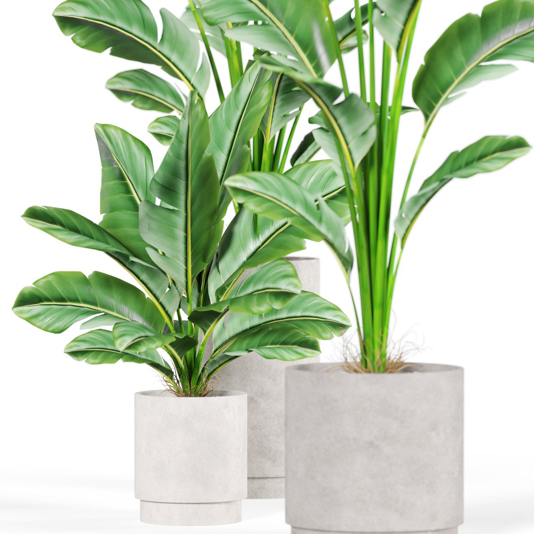 3D Plants collection 924 - TurboSquid 2057874