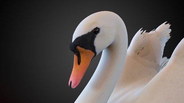 3d model swan
