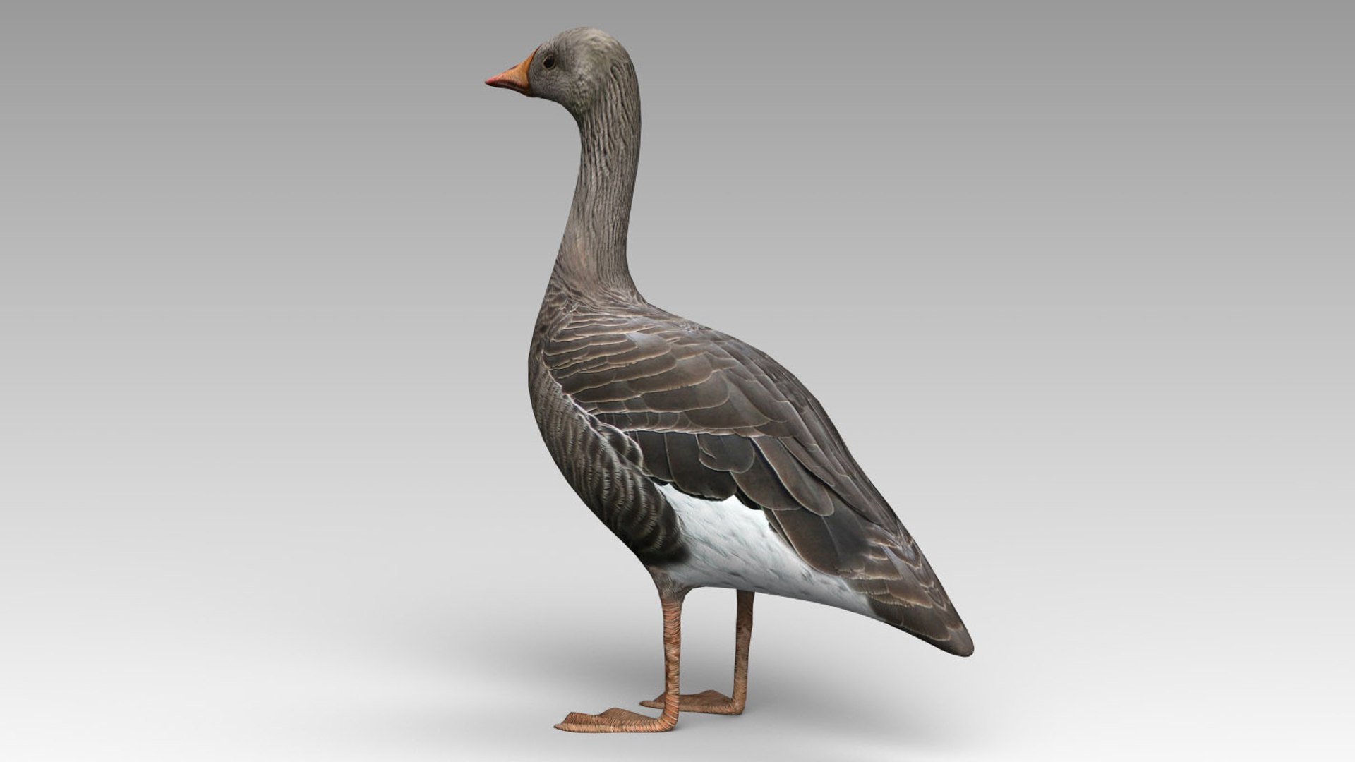 3d Model Goose