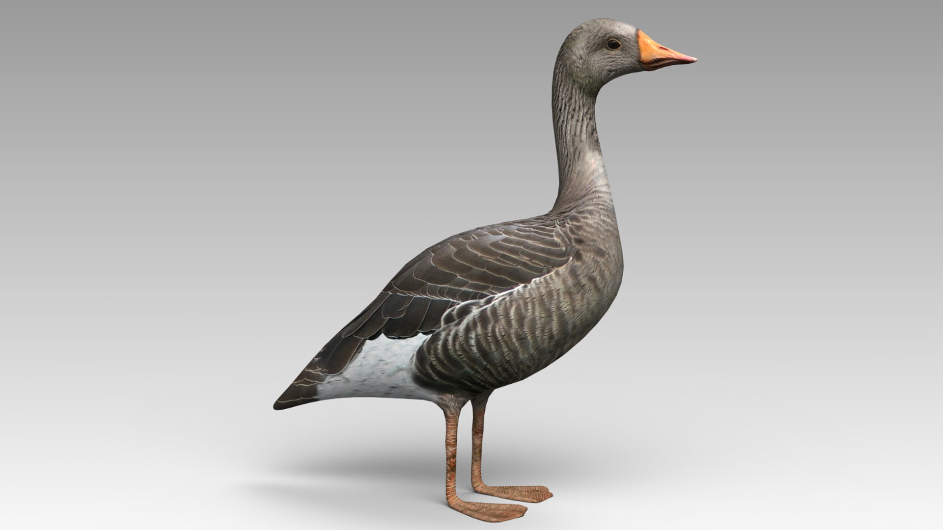 3d model goose
