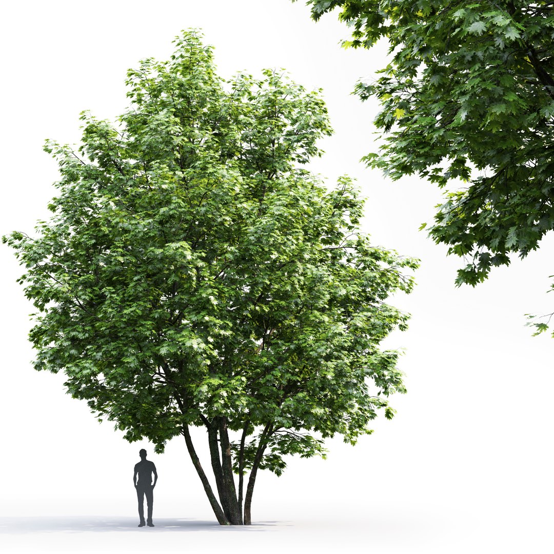 3D Trees Maple-tree 1 Model - TurboSquid 1527980