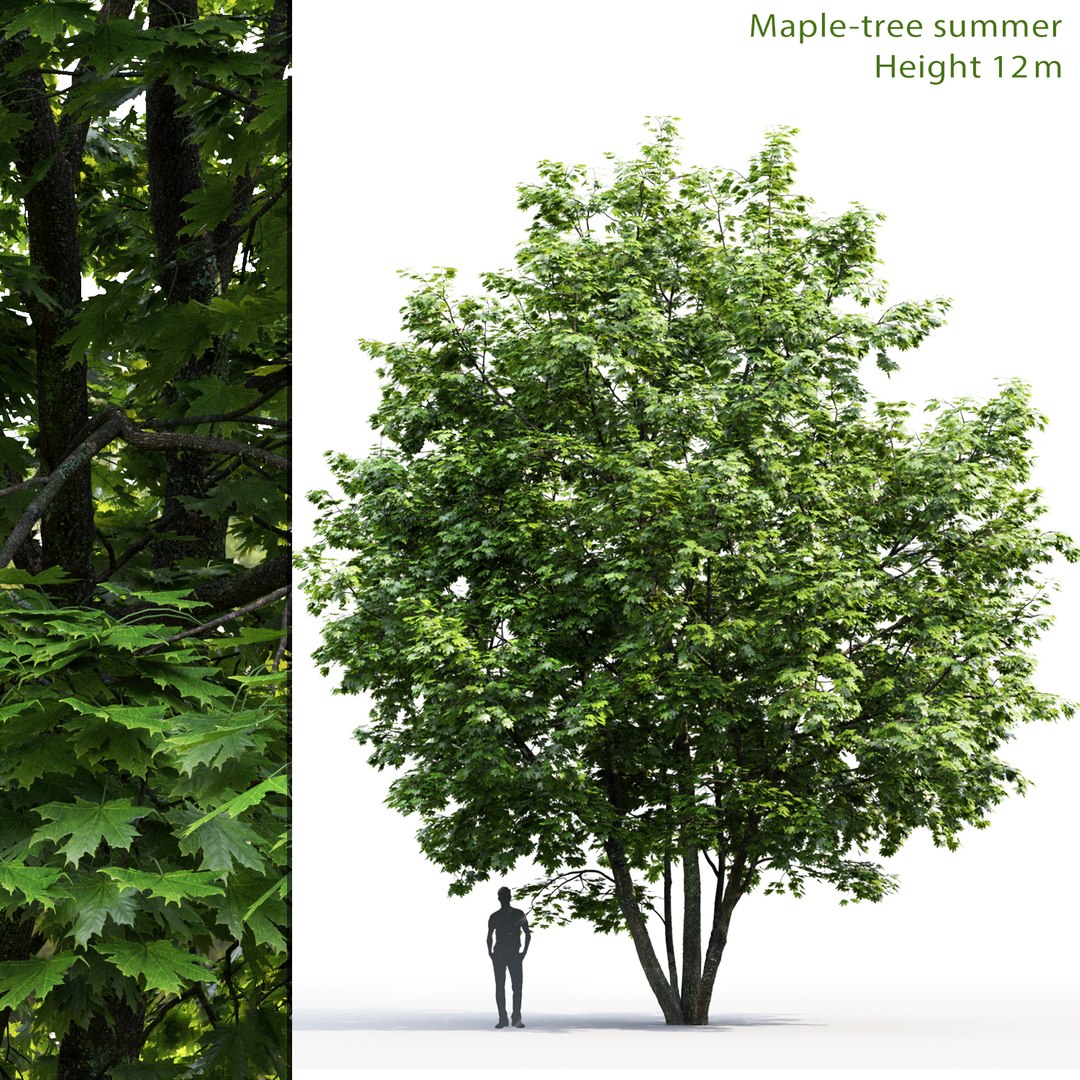 3D Trees Maple-tree 1 Model - TurboSquid 1527980