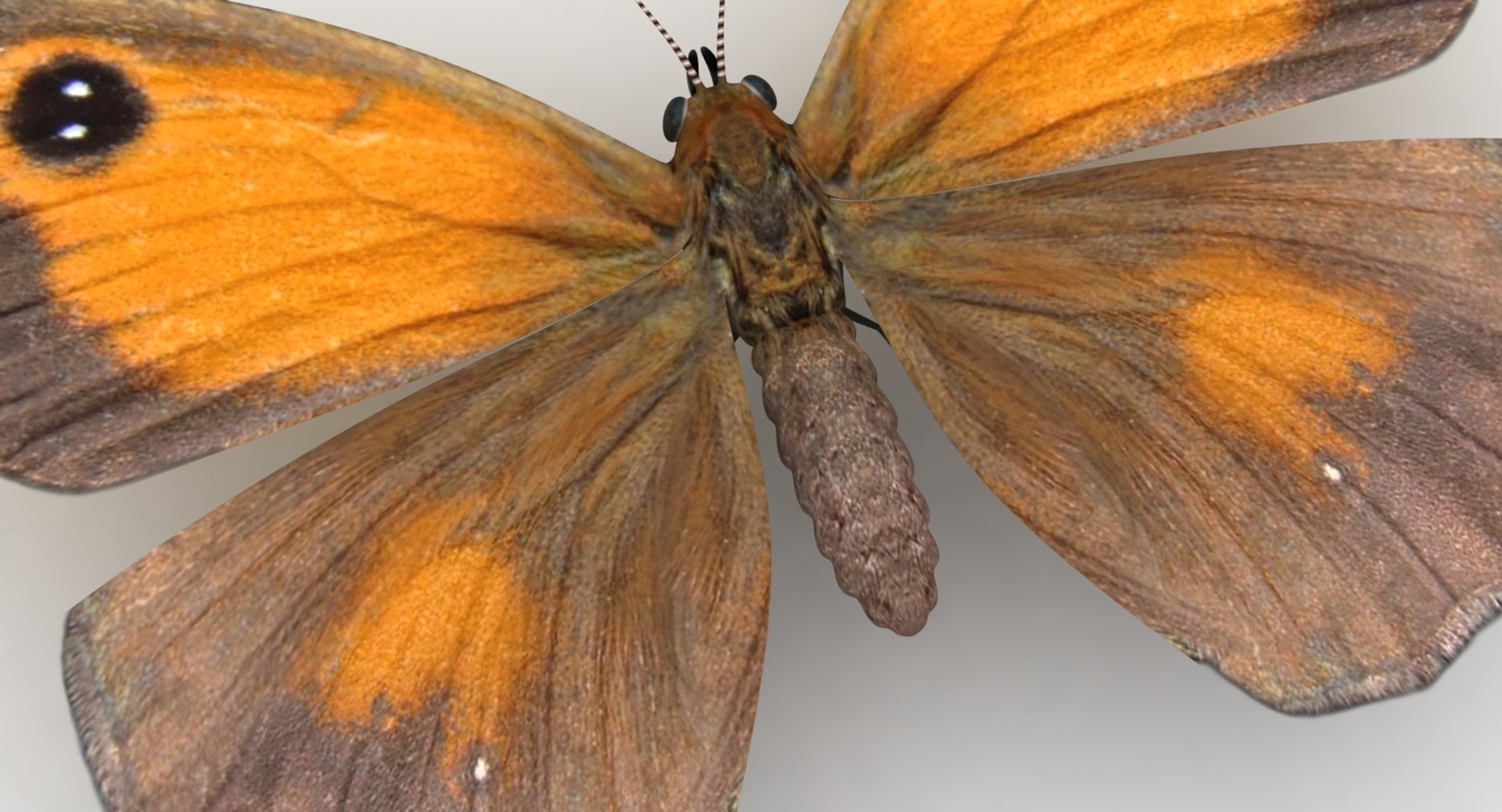 Realistic meadow brown model - TurboSquid 1431999