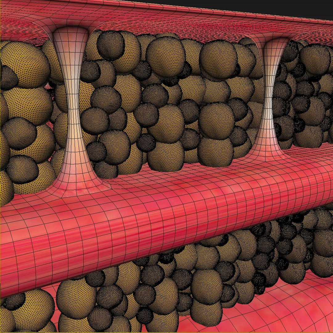 Cellulite 3D Model - TurboSquid 1281972