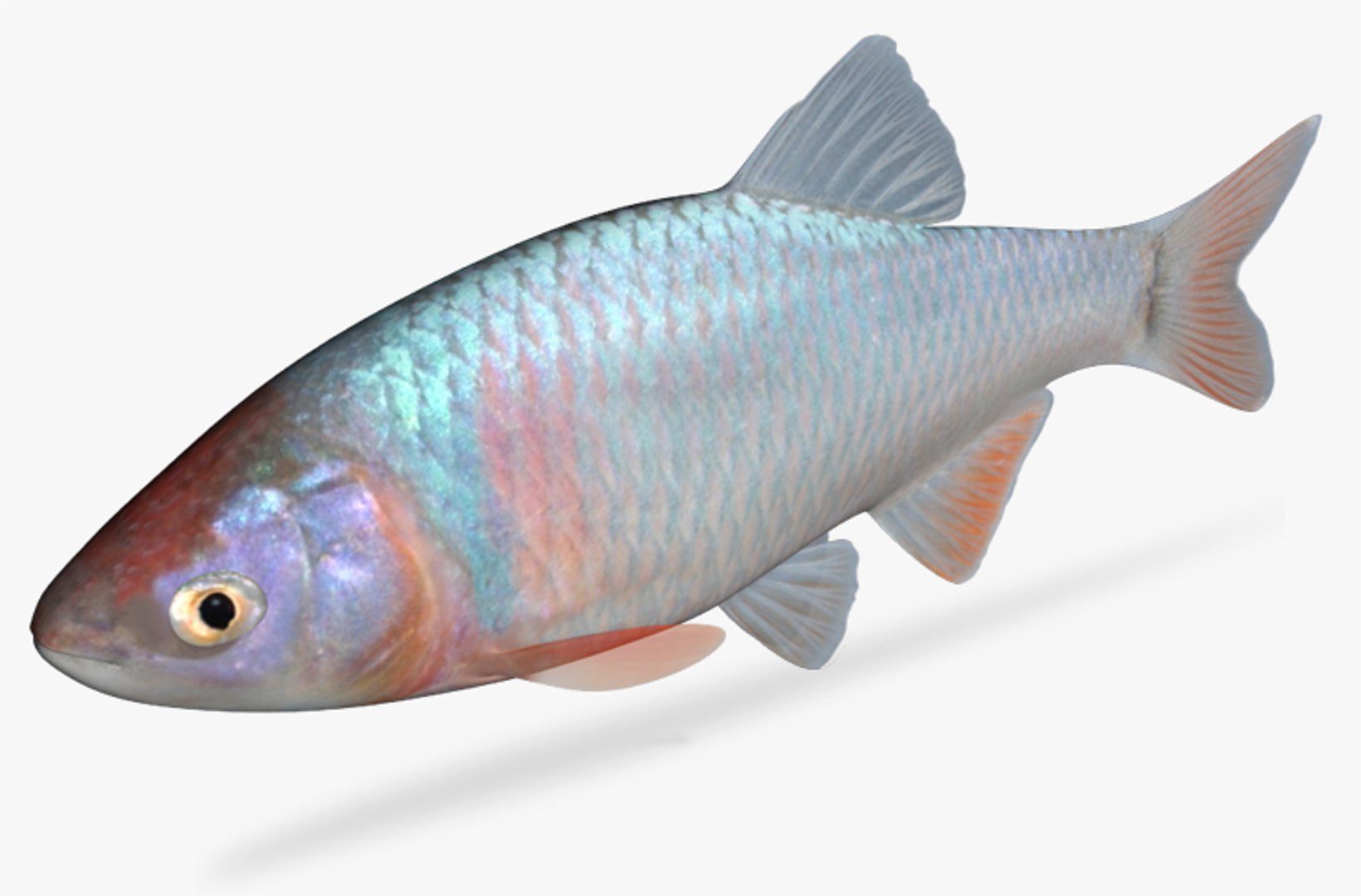 cyprinella lutrensis red shiner 3d model