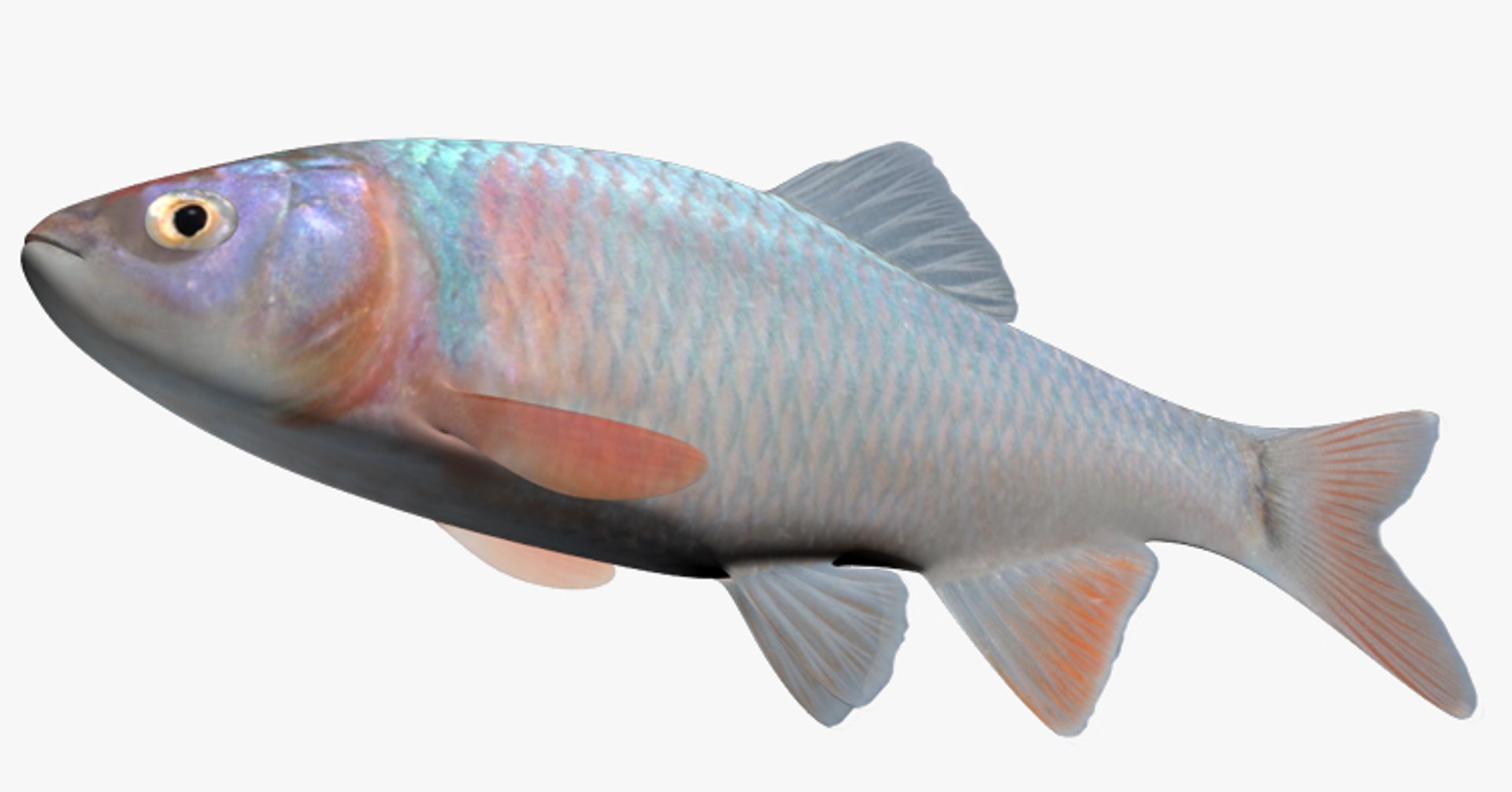 cyprinella lutrensis red shiner 3d model
