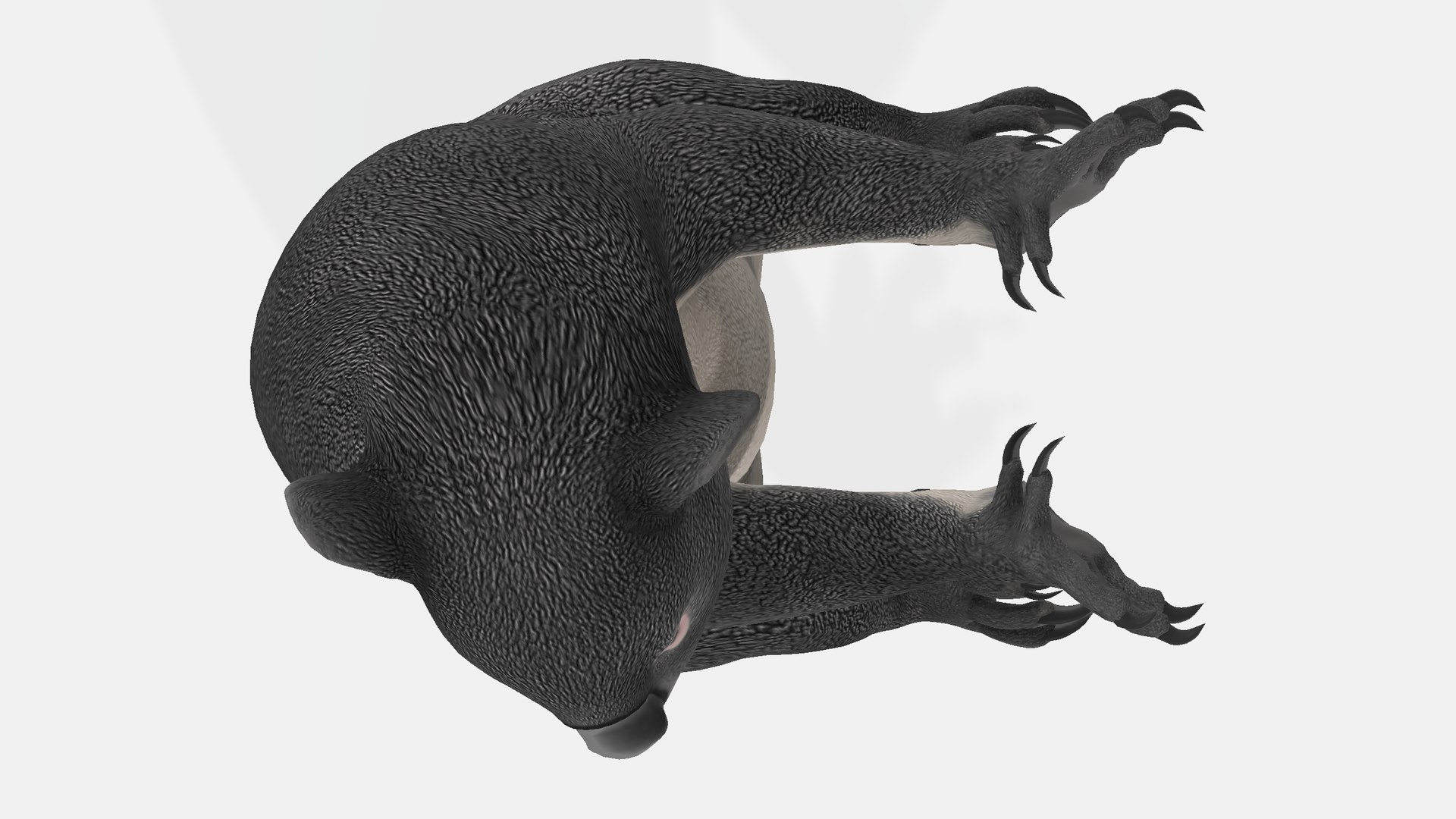 Koala Bear 3D Model - TurboSquid 2301640