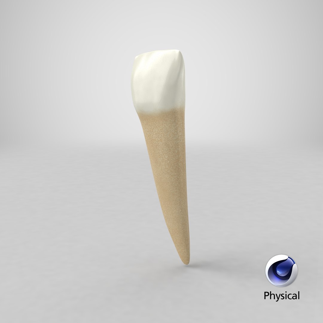 Human teeth lower lateral model - TurboSquid 1552170