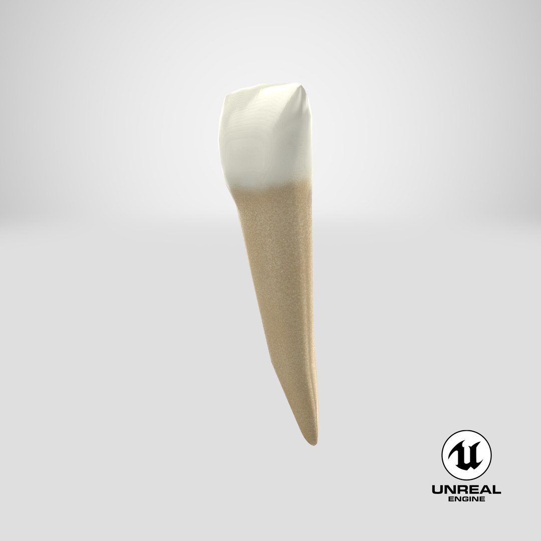 Human teeth lower lateral model - TurboSquid 1552170