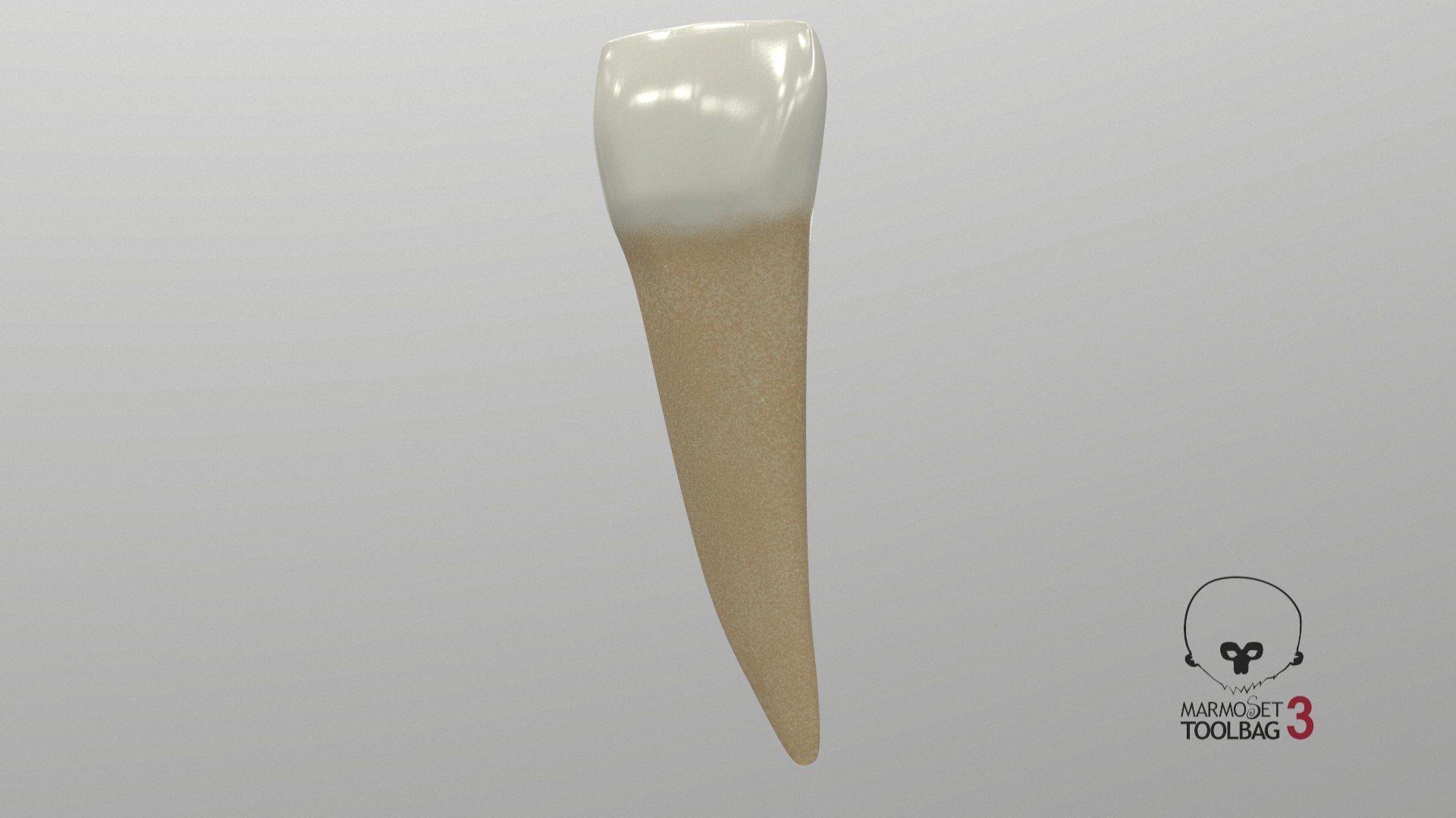 Human Teeth Lower Lateral Model - TurboSquid 1552170