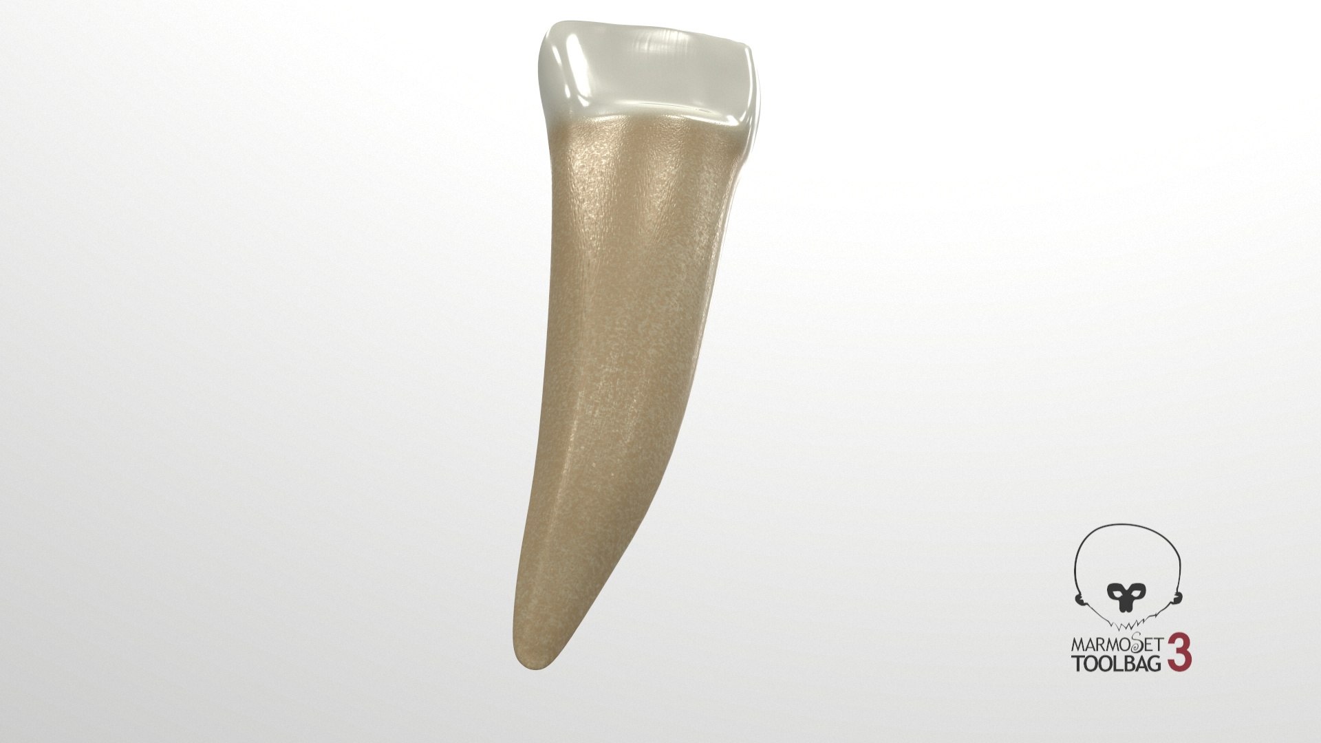 Human Teeth Lower Lateral Model - TurboSquid 1552170