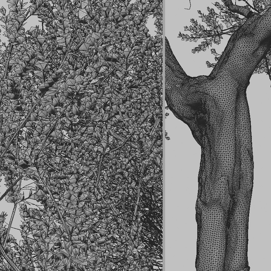 Set Of Australian Tea Or Leptospermum Laevigatum Tree 3D Model ...