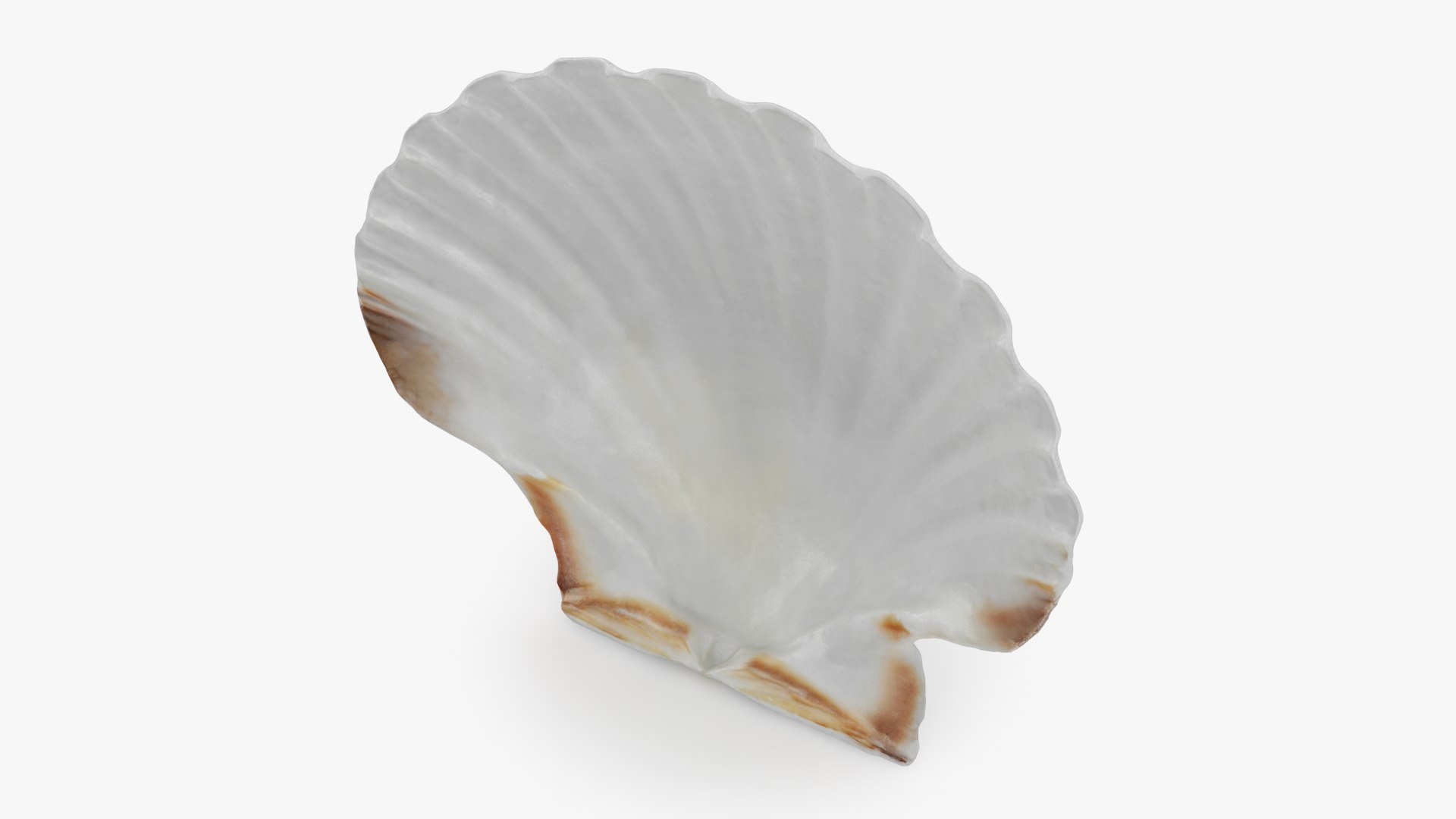 3D Clam Shell 03 Model - TurboSquid 2269913