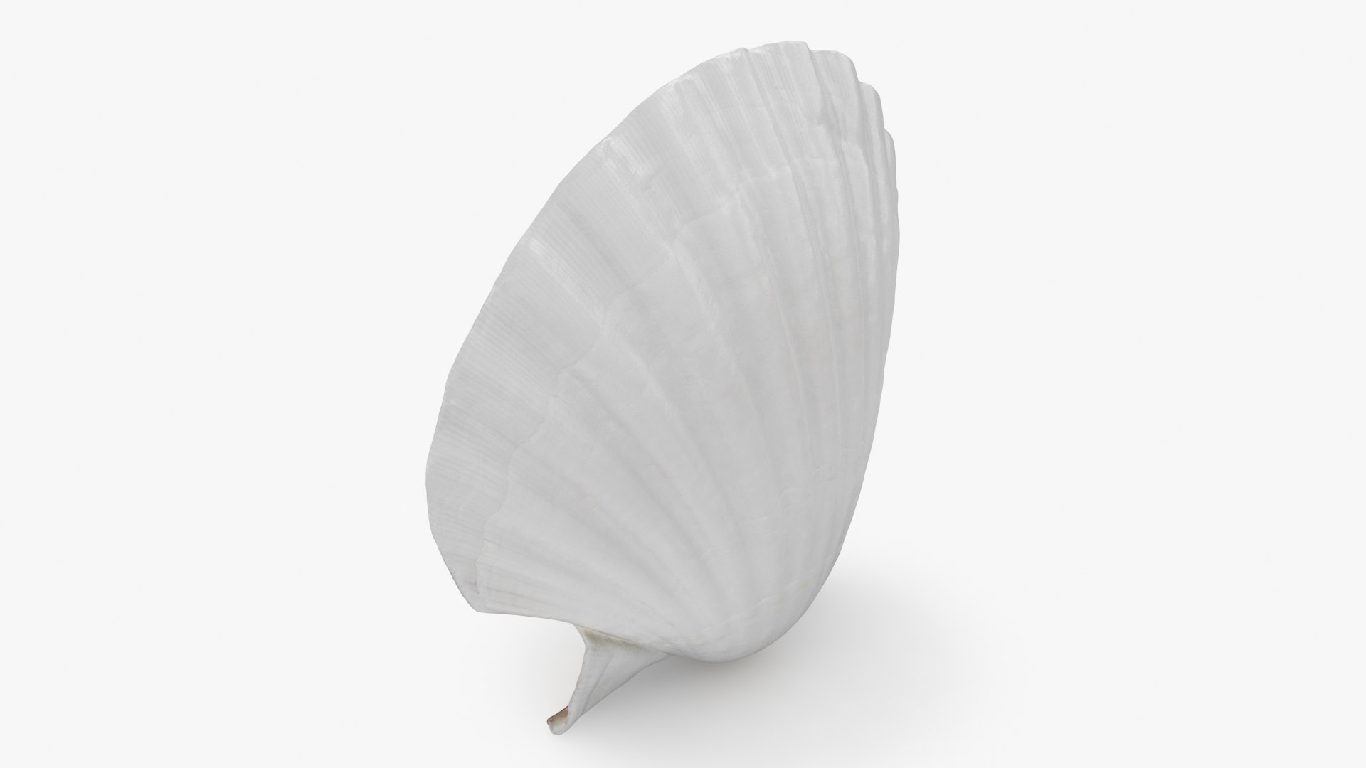 3D Clam Shell 03 Model - TurboSquid 2269913