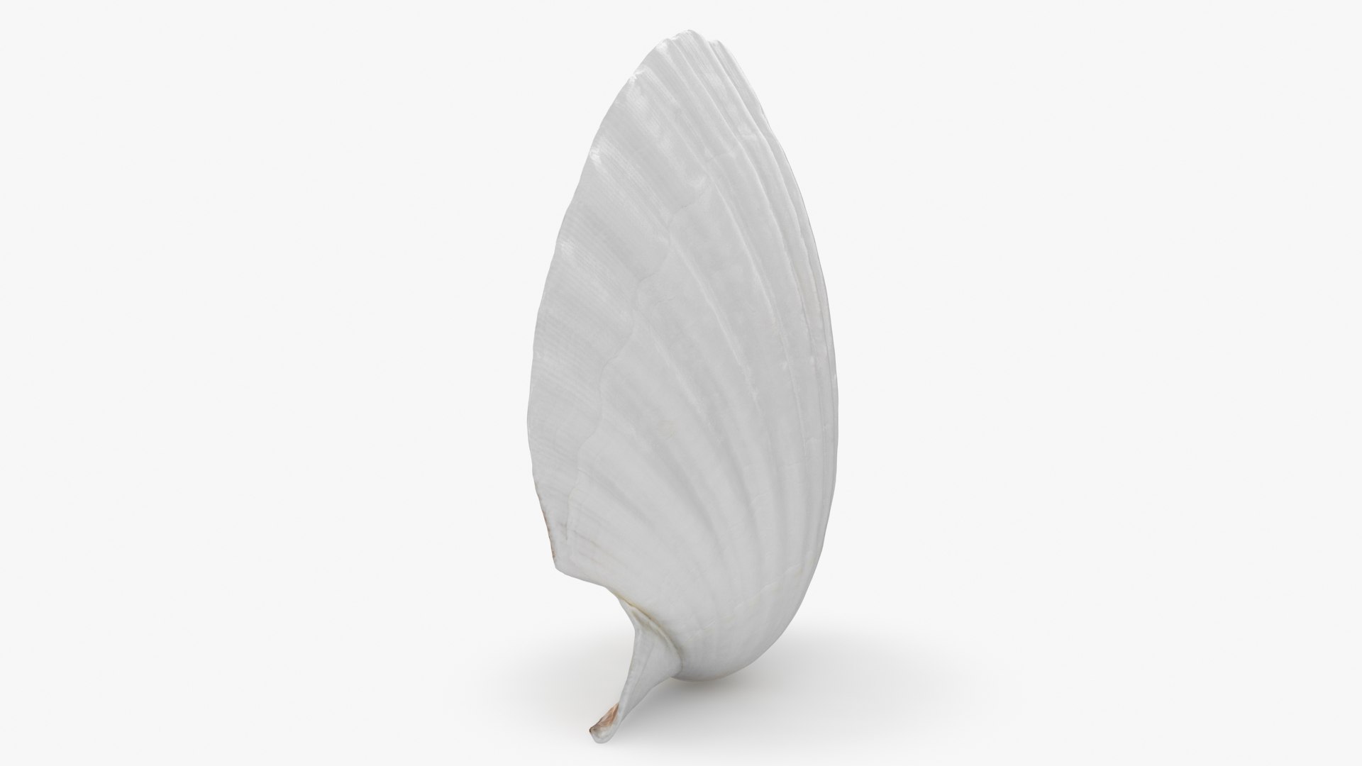 3D Clam Shell 03 Model - TurboSquid 2269913