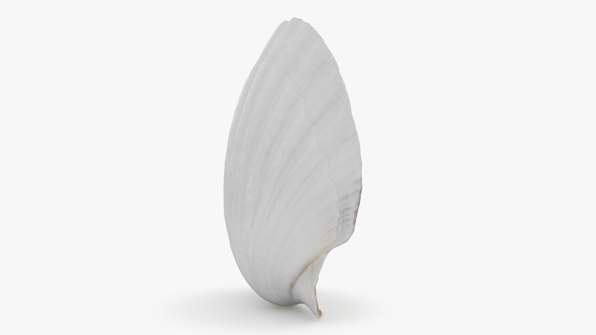 3D Clam Shell 03 Model - TurboSquid 2269913