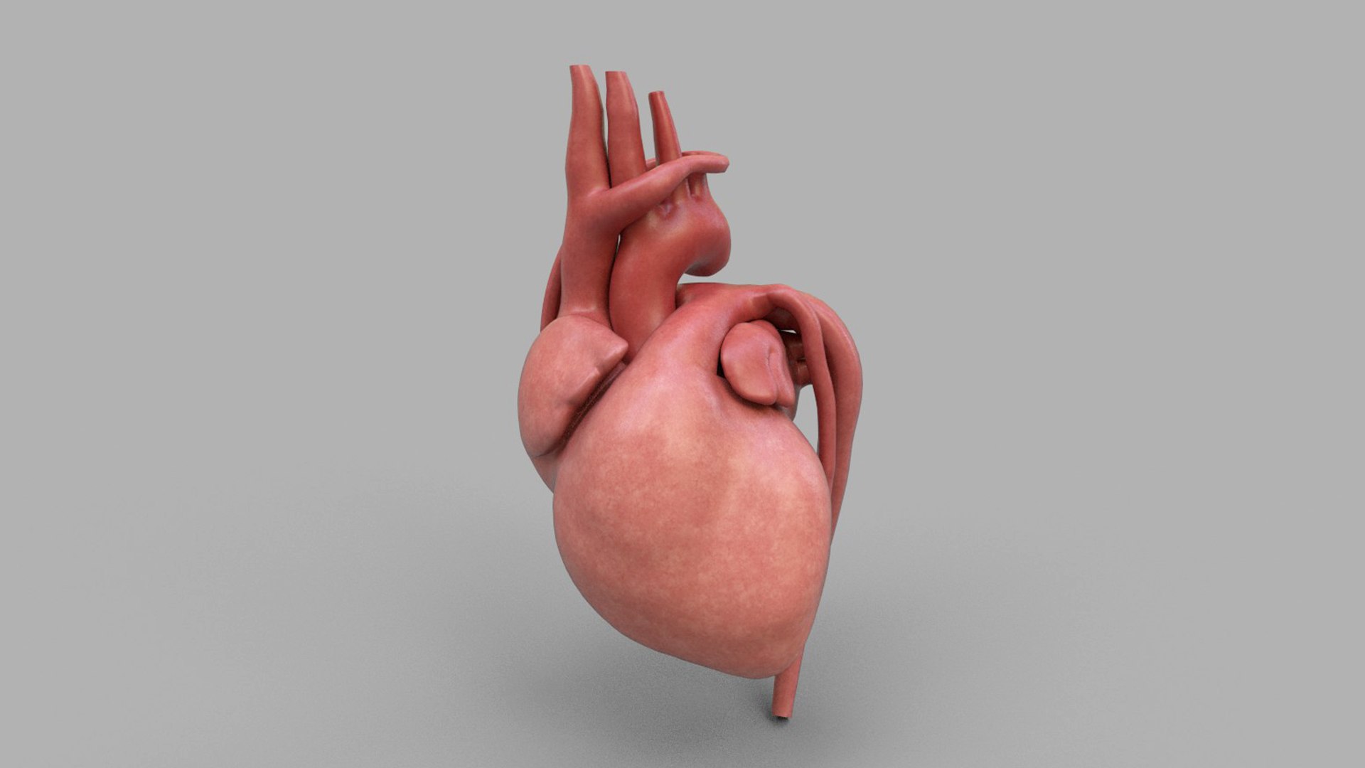 3D Human Heart Anatomy - TurboSquid 2390690