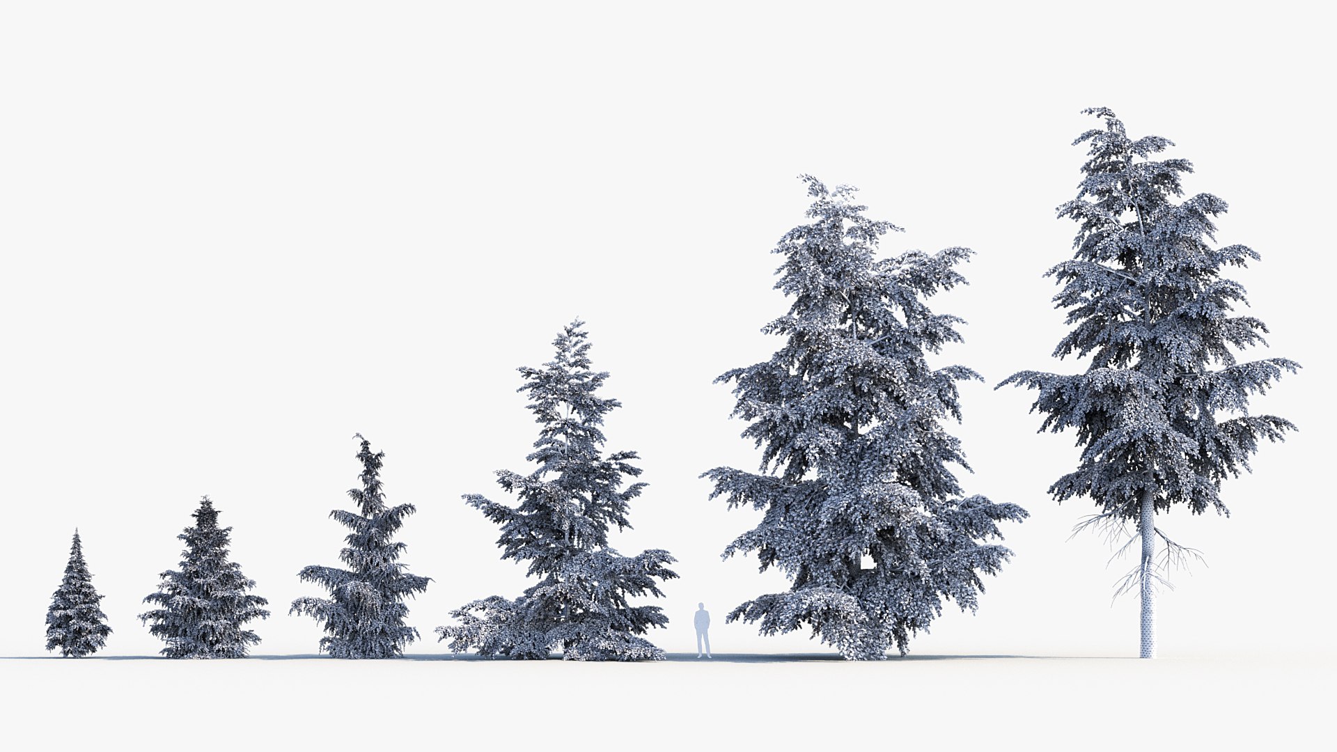 3D model Himalayan cedar Deodar cedar - TurboSquid 2041925