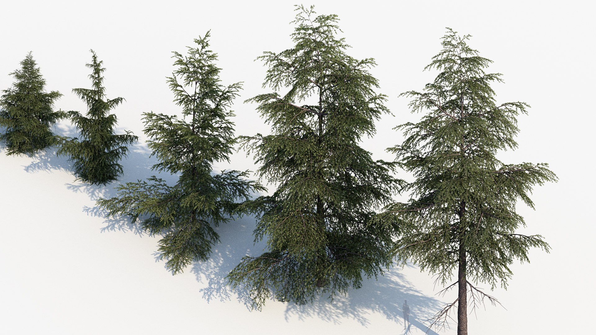 3D model Himalayan cedar Deodar cedar - TurboSquid 2041925