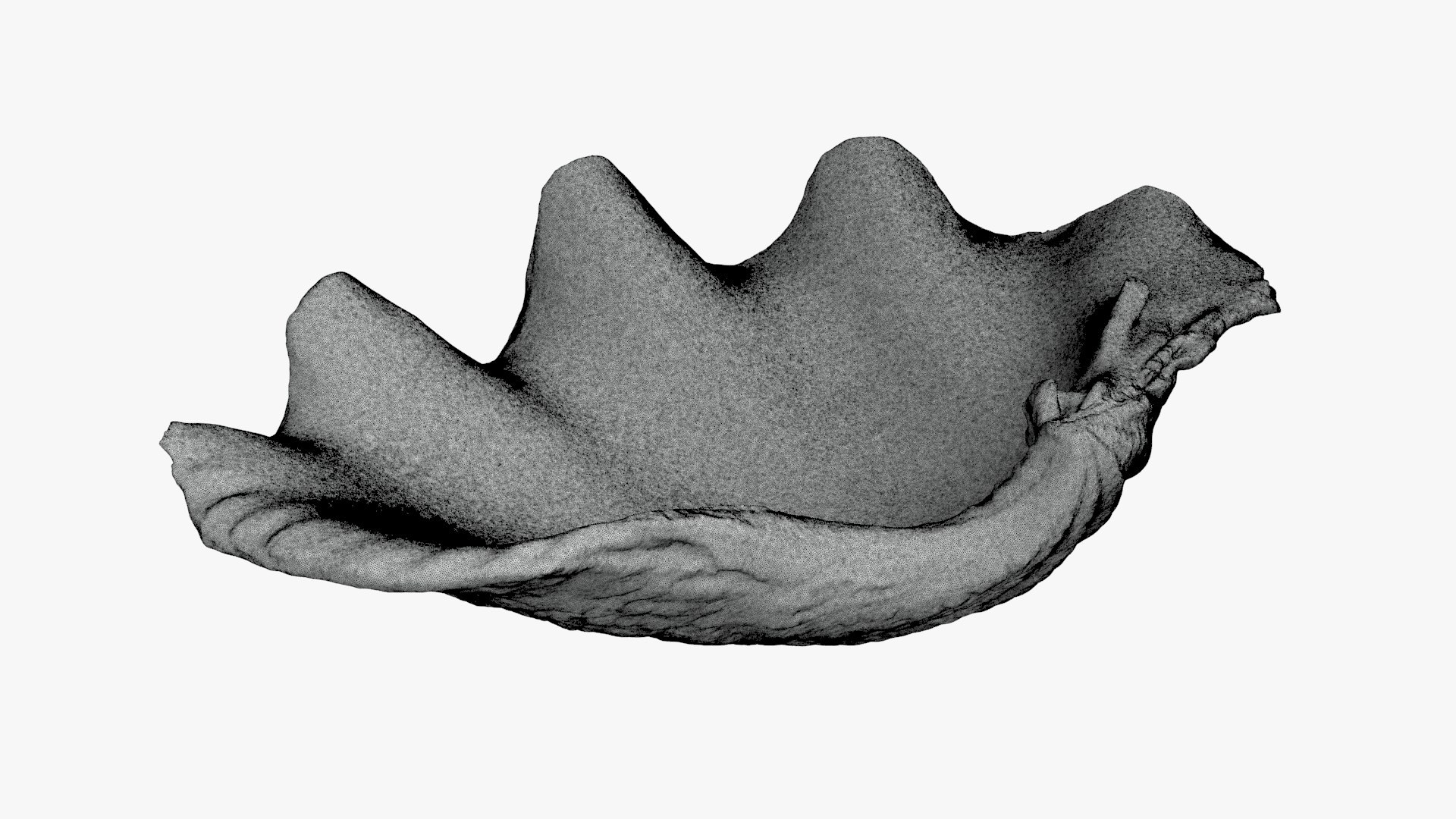 3D Giant Clam Shell Half 01 For 3D Print - TurboSquid 2304972