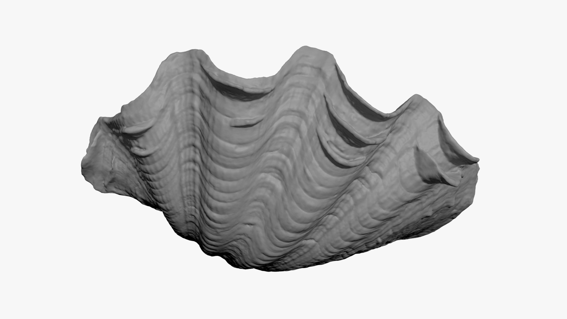 3D Giant Clam Shell Half 01 For 3D Print - TurboSquid 2304972