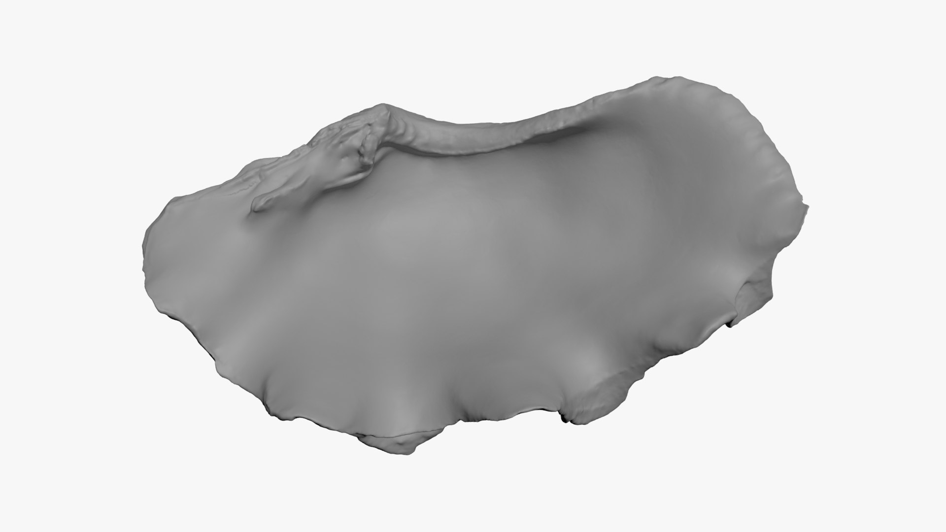 3D Giant Clam Shell Half 01 For 3D Print - TurboSquid 2304972